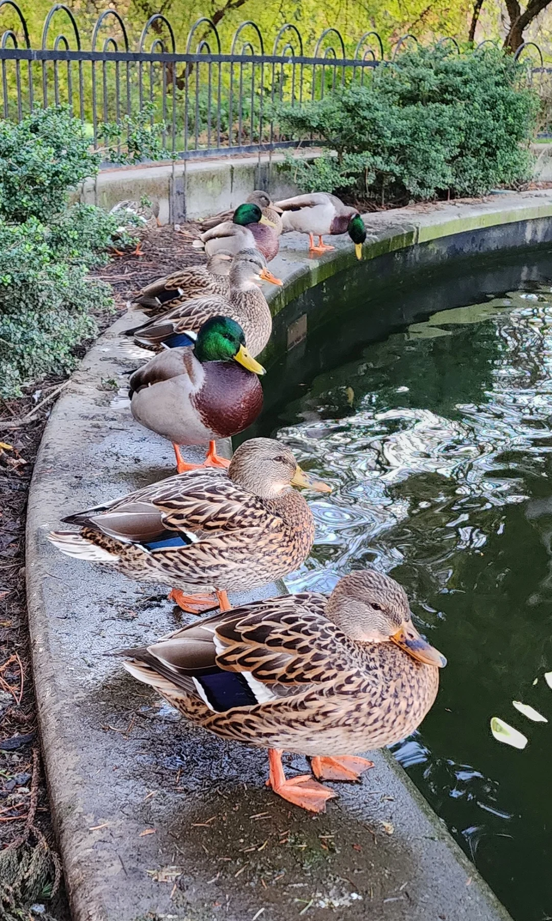 Finally got my ducks in a row | Scrolller