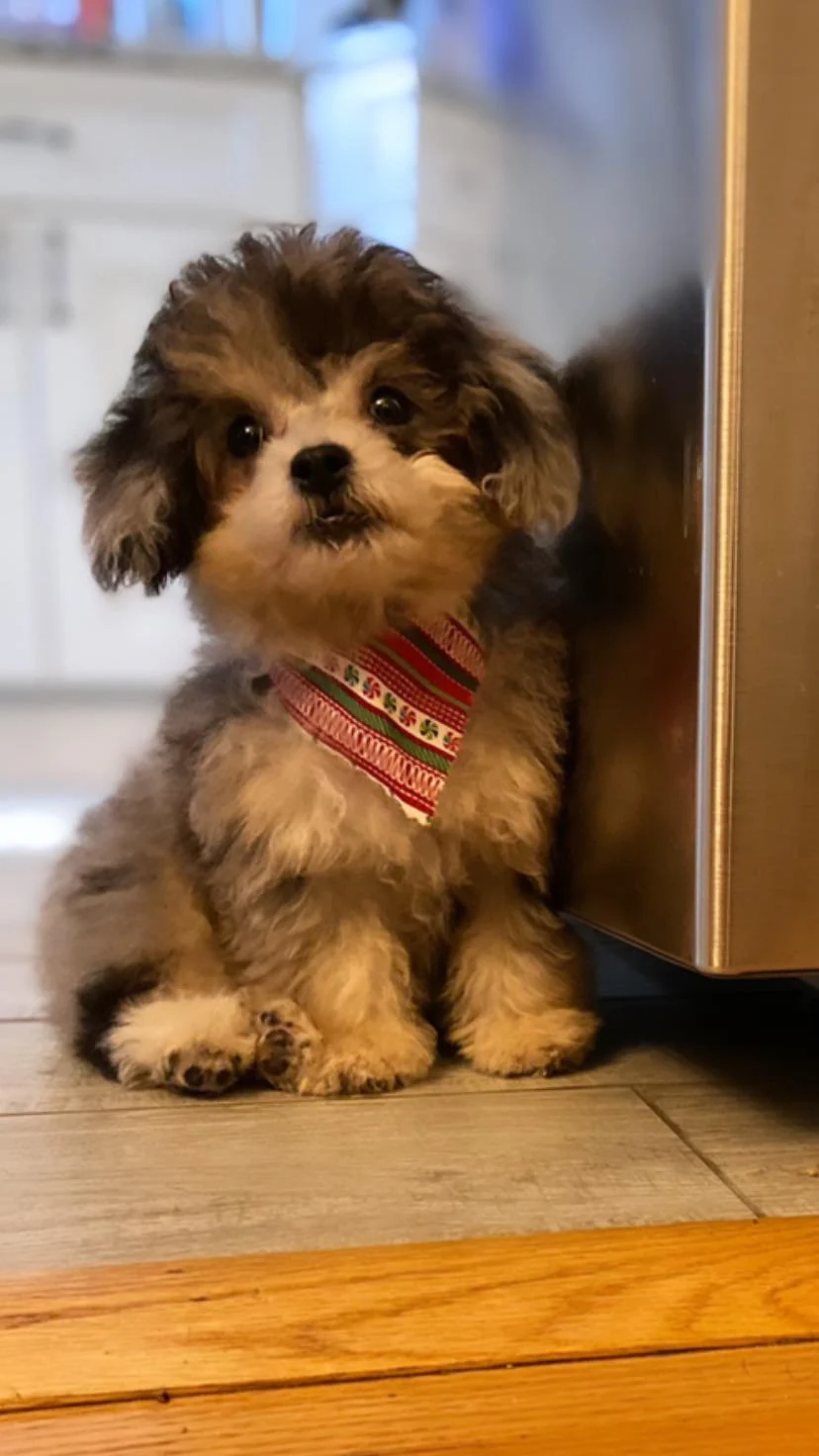 Meet Murphy :-) | Scrolller