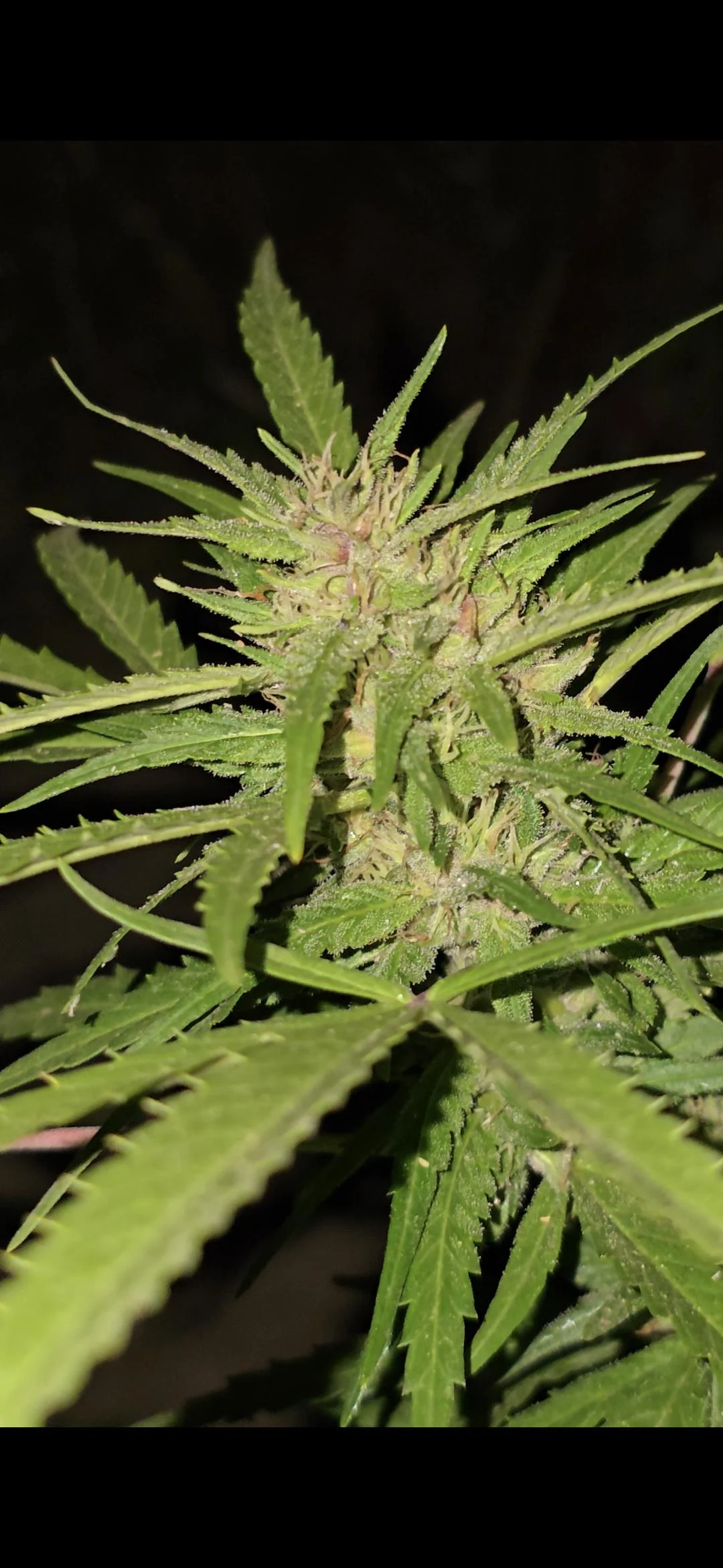 First Grow | Scrolller