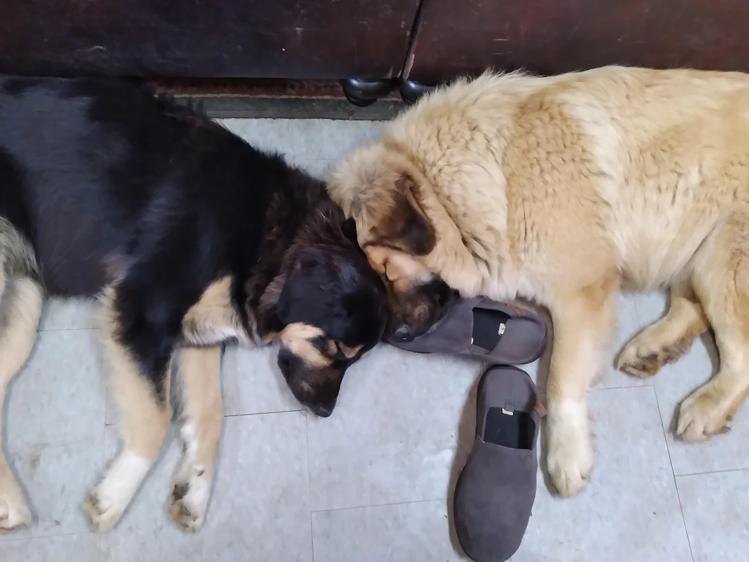 Daphne and Odin are inseparable! | Scrolller