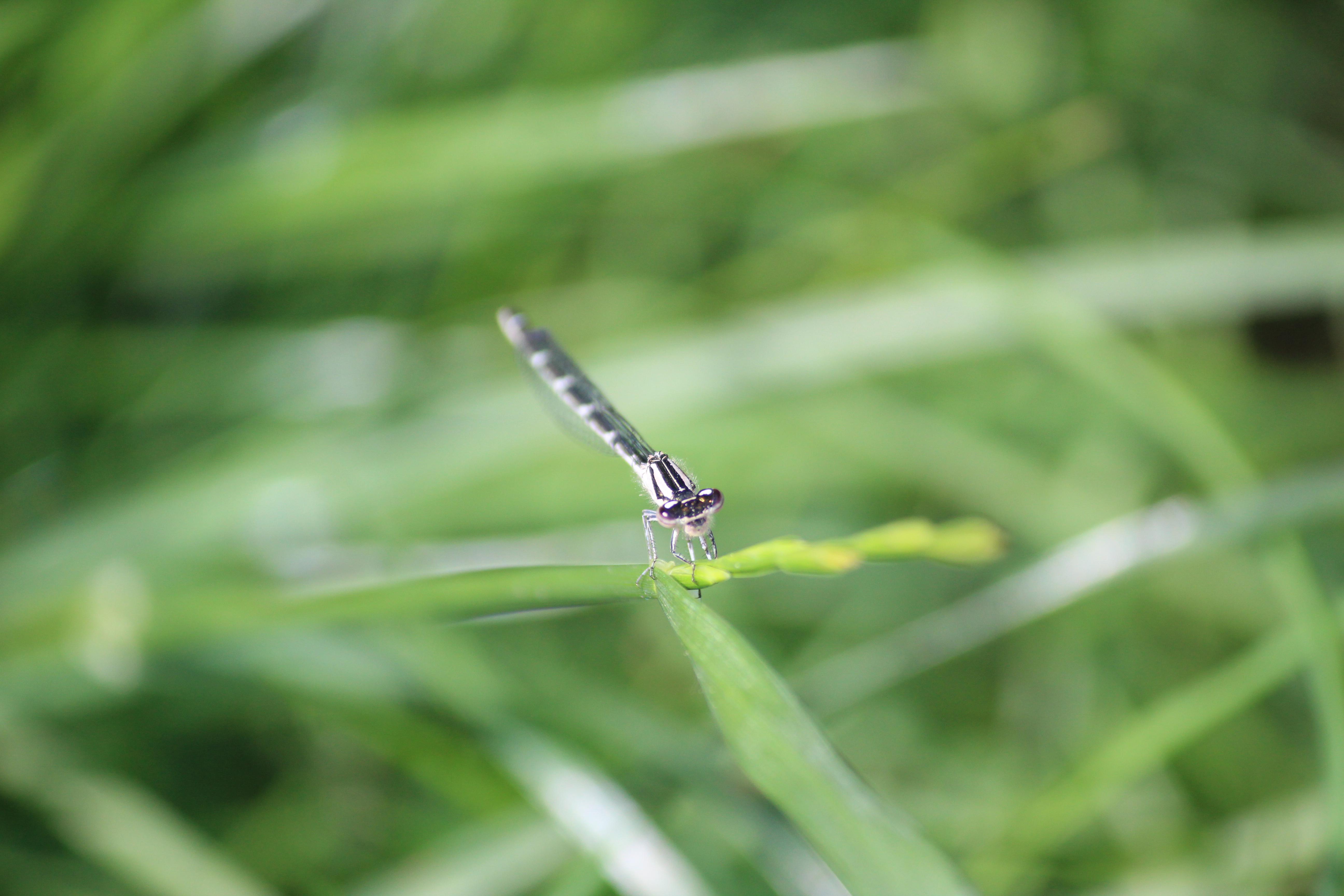 Metallic shining eyes of a dragonfly | Scrolller