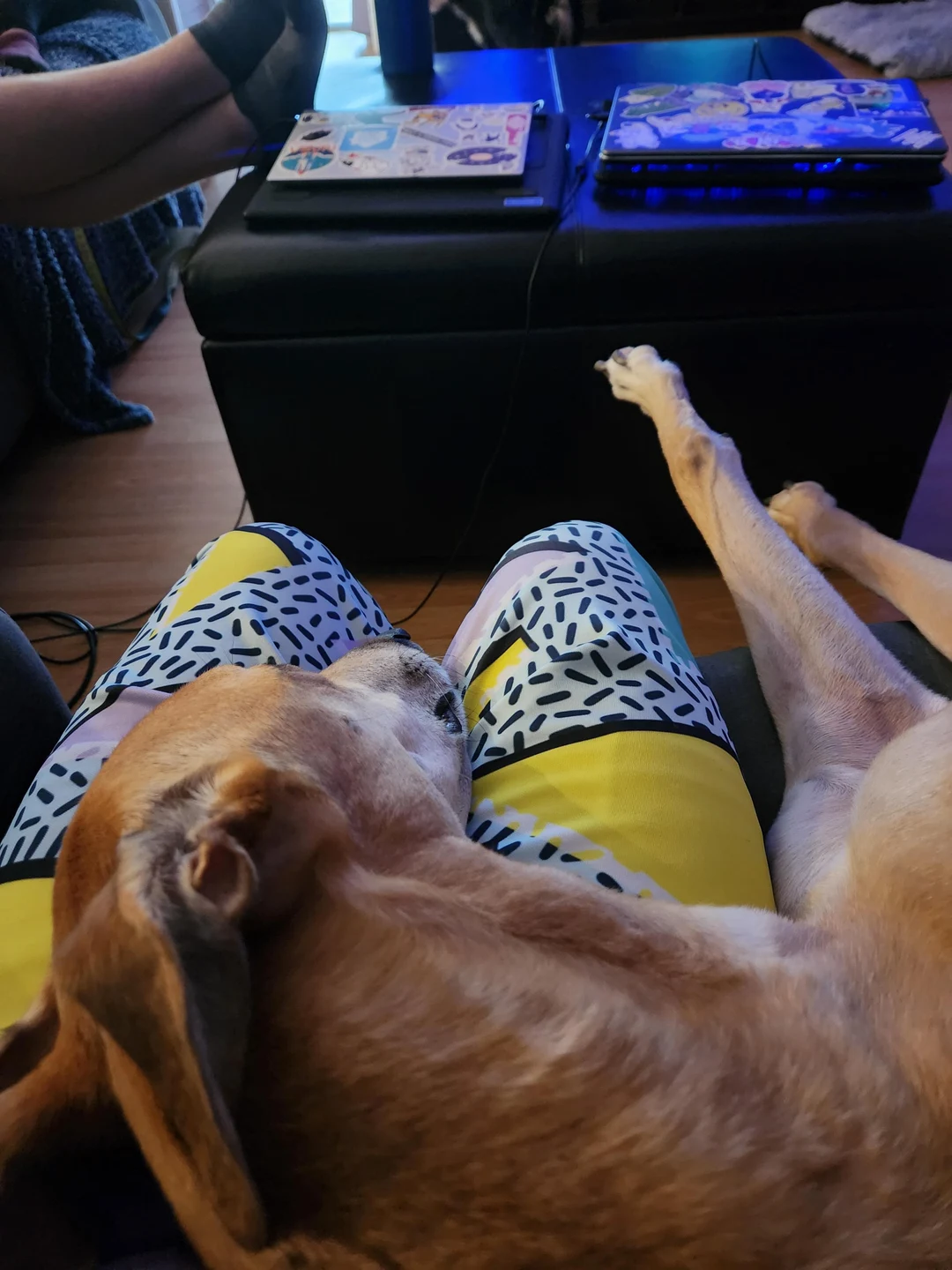 Crouton just vibing during Ian | Scrolller