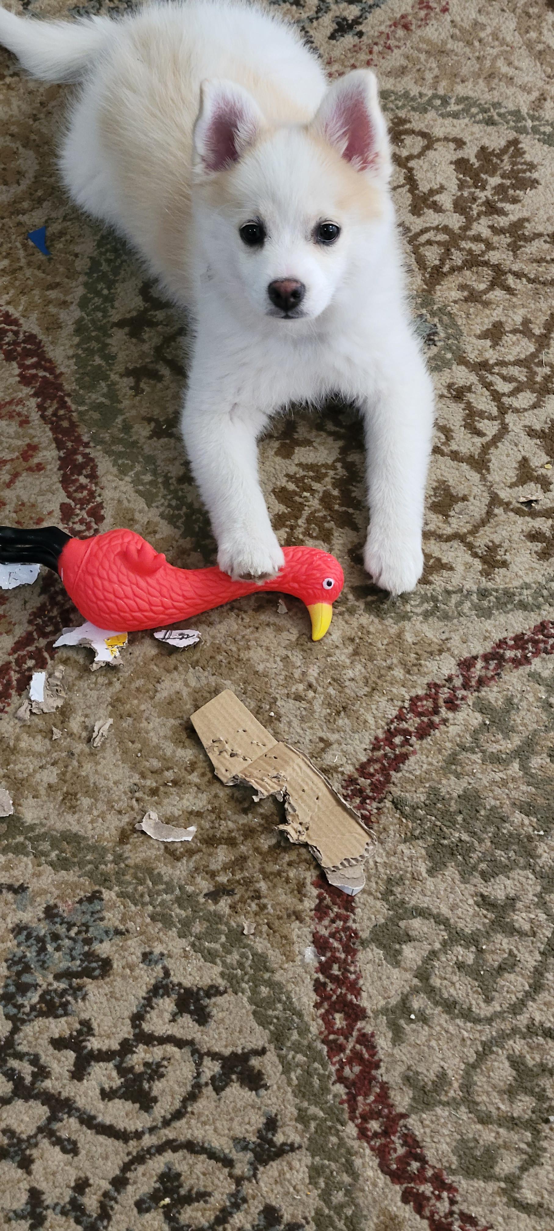 New puppy! His name is Sparky and he is a Pomsky. | Scrolller