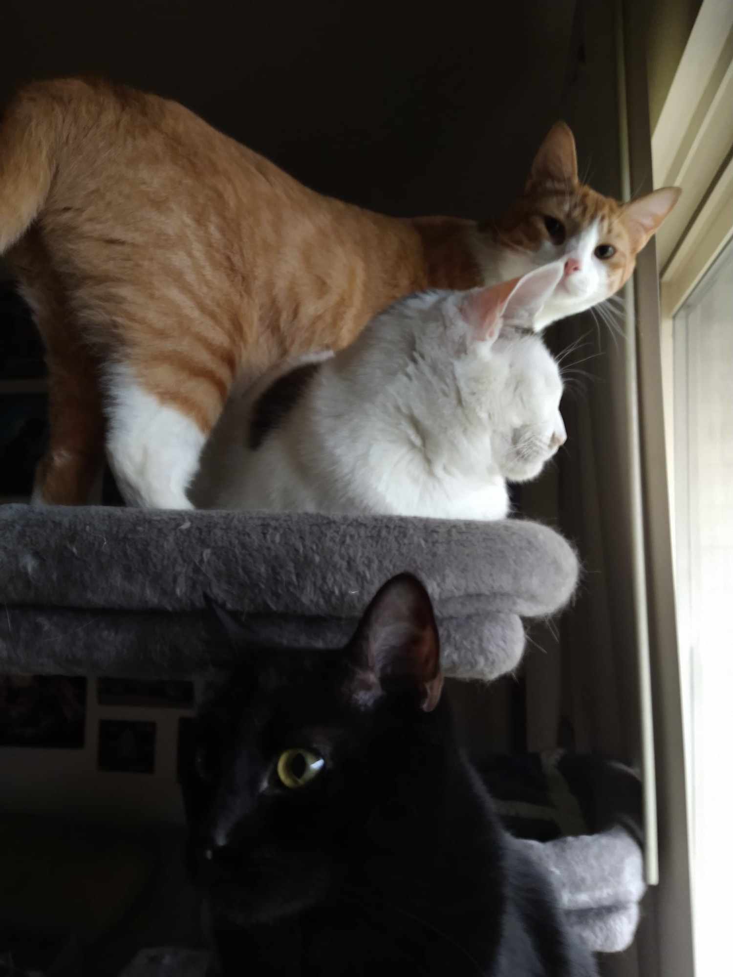 We hit the trifecta with these fine boys... | Scrolller