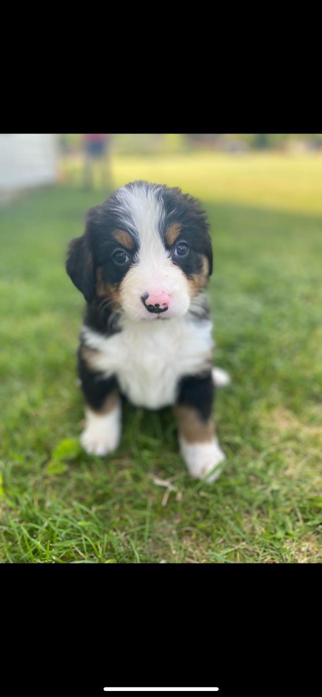 Meet Daisy | Scrolller