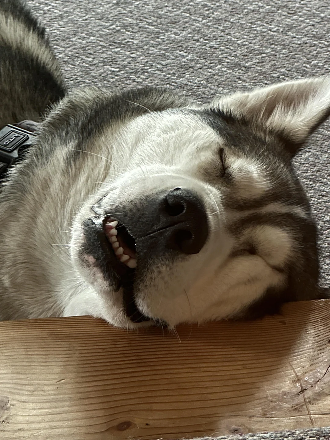 One. Tired. Doggo. | Scrolller