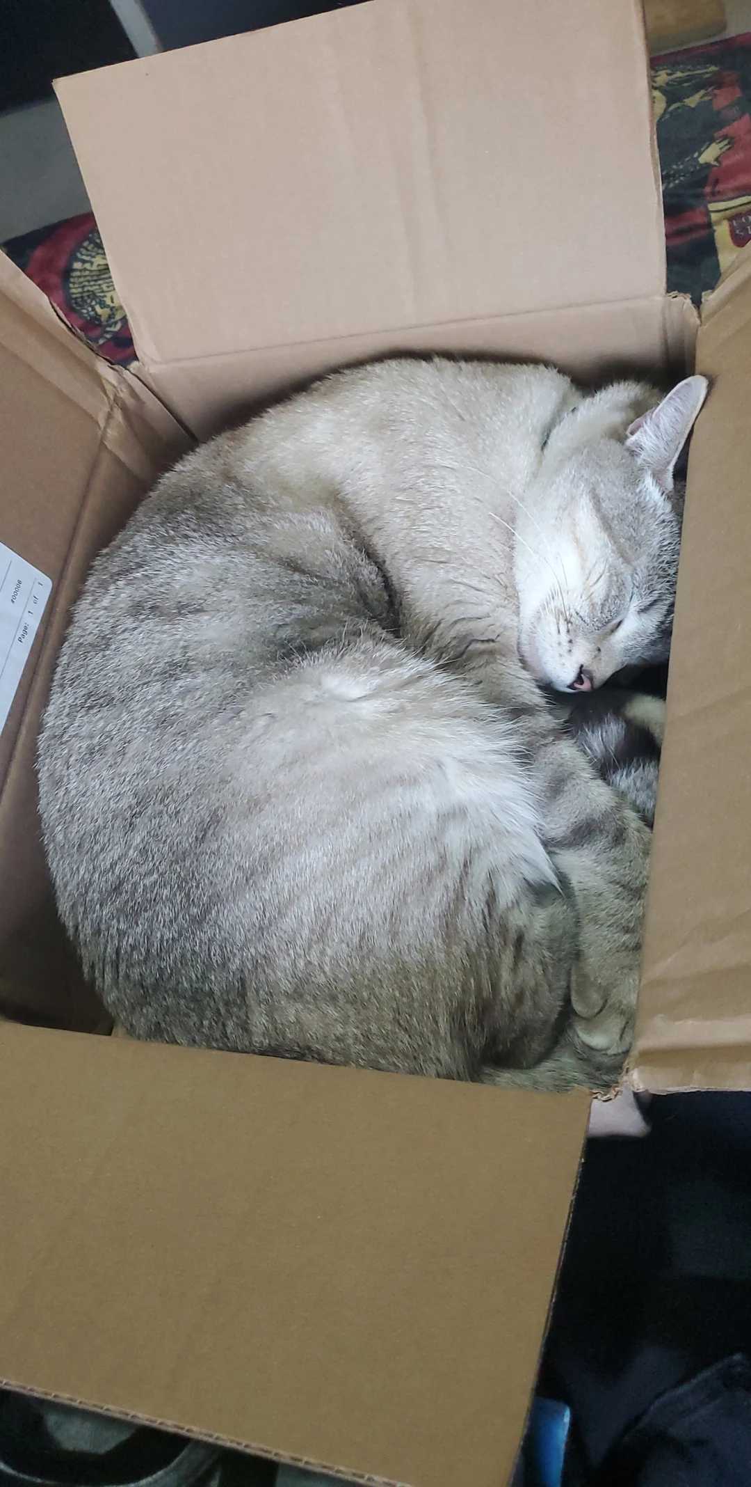 boxed my pussy up | Scrolller