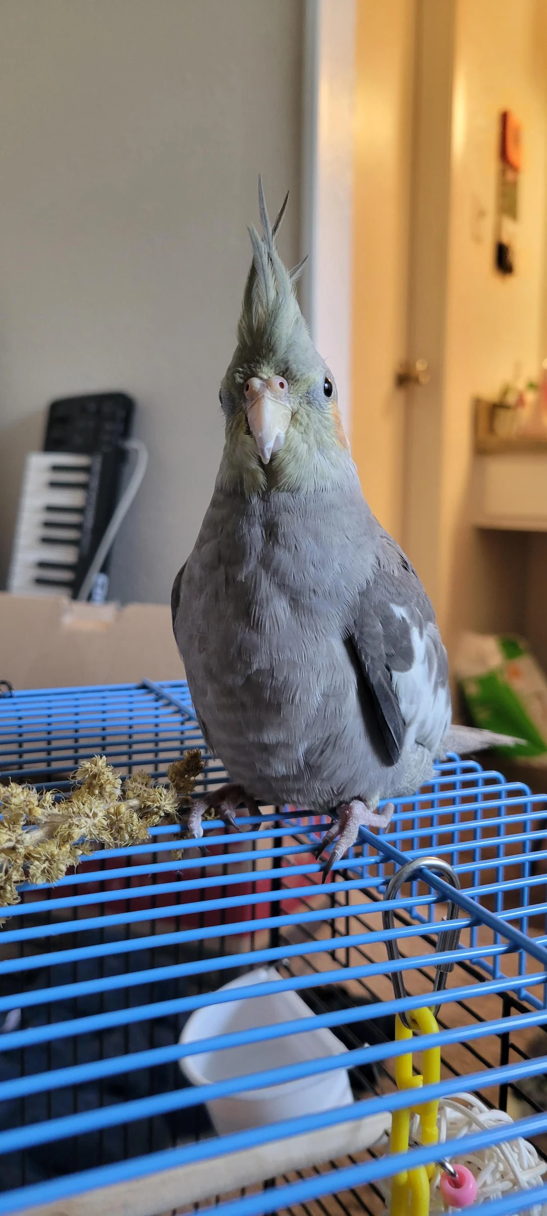 Mon Amie, ChiChi | Scrolller