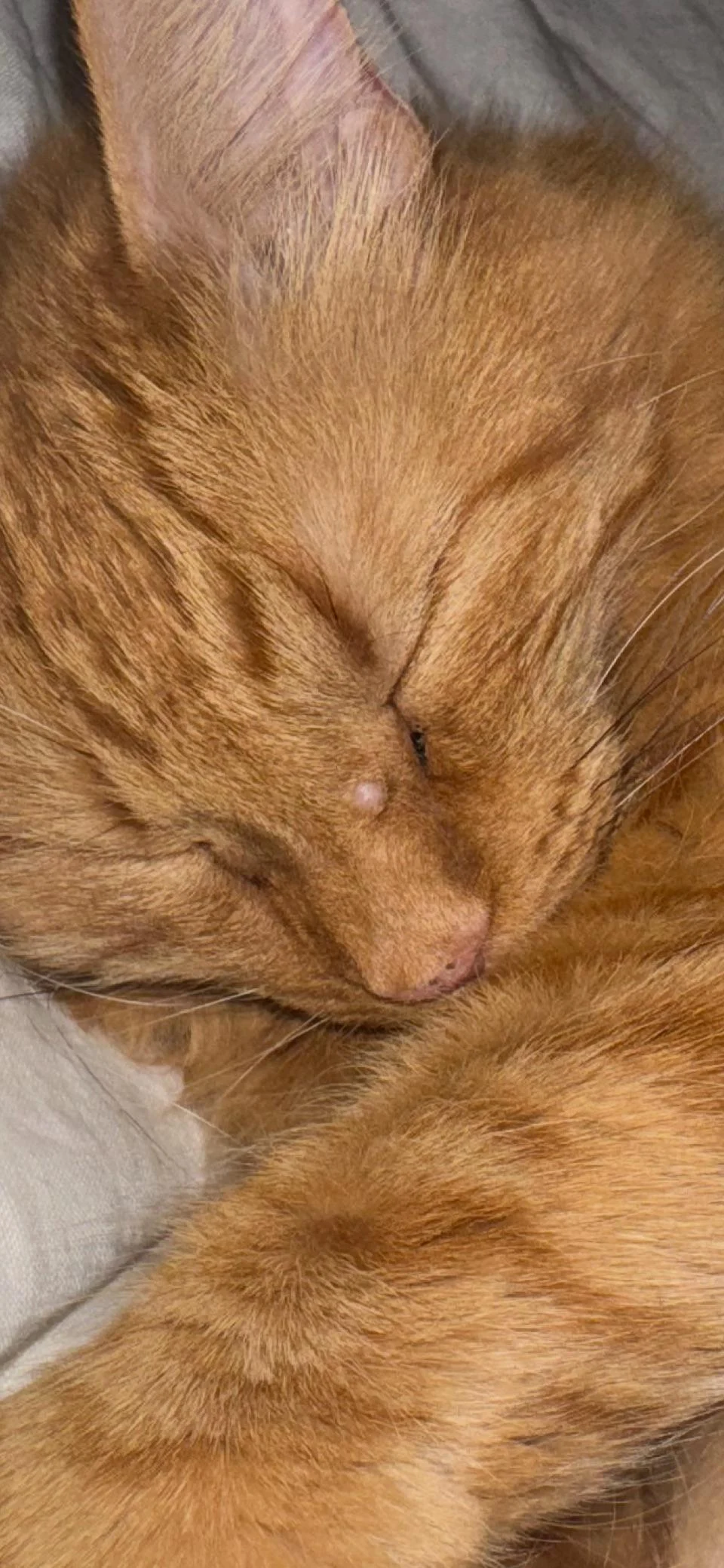 Bump on nose ?? | Scrolller