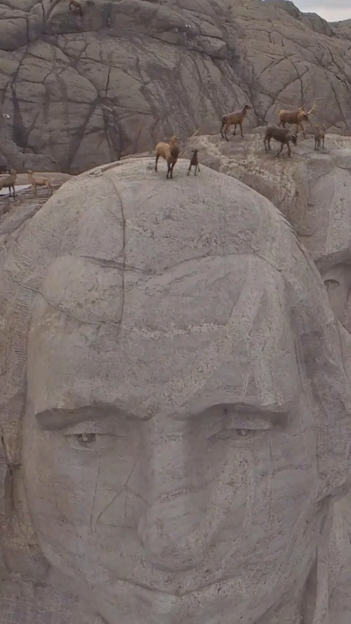 Mount Rushmore Deer Captured From Helicopter | Scrolller