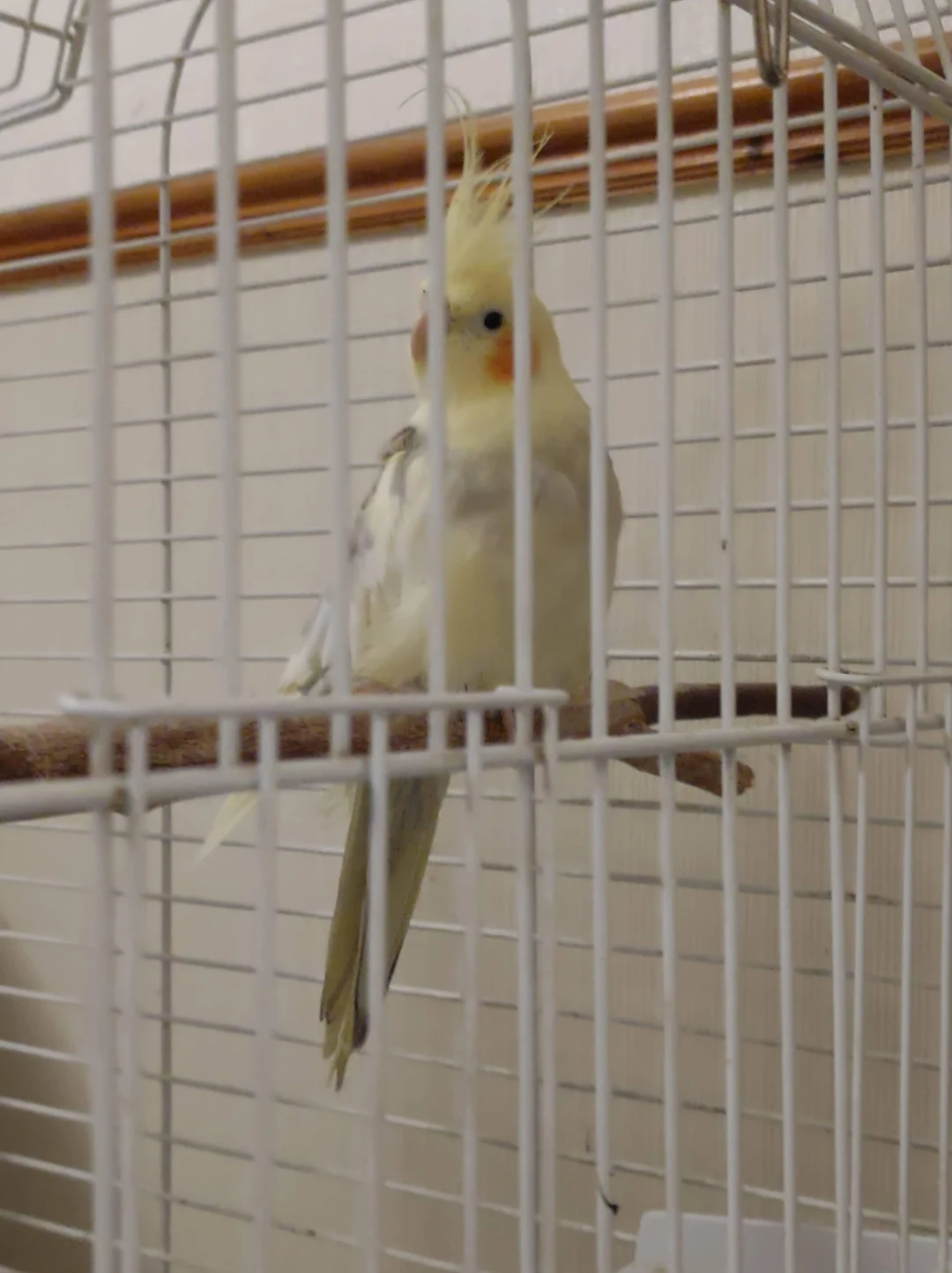 Floofy boy | Scrolller