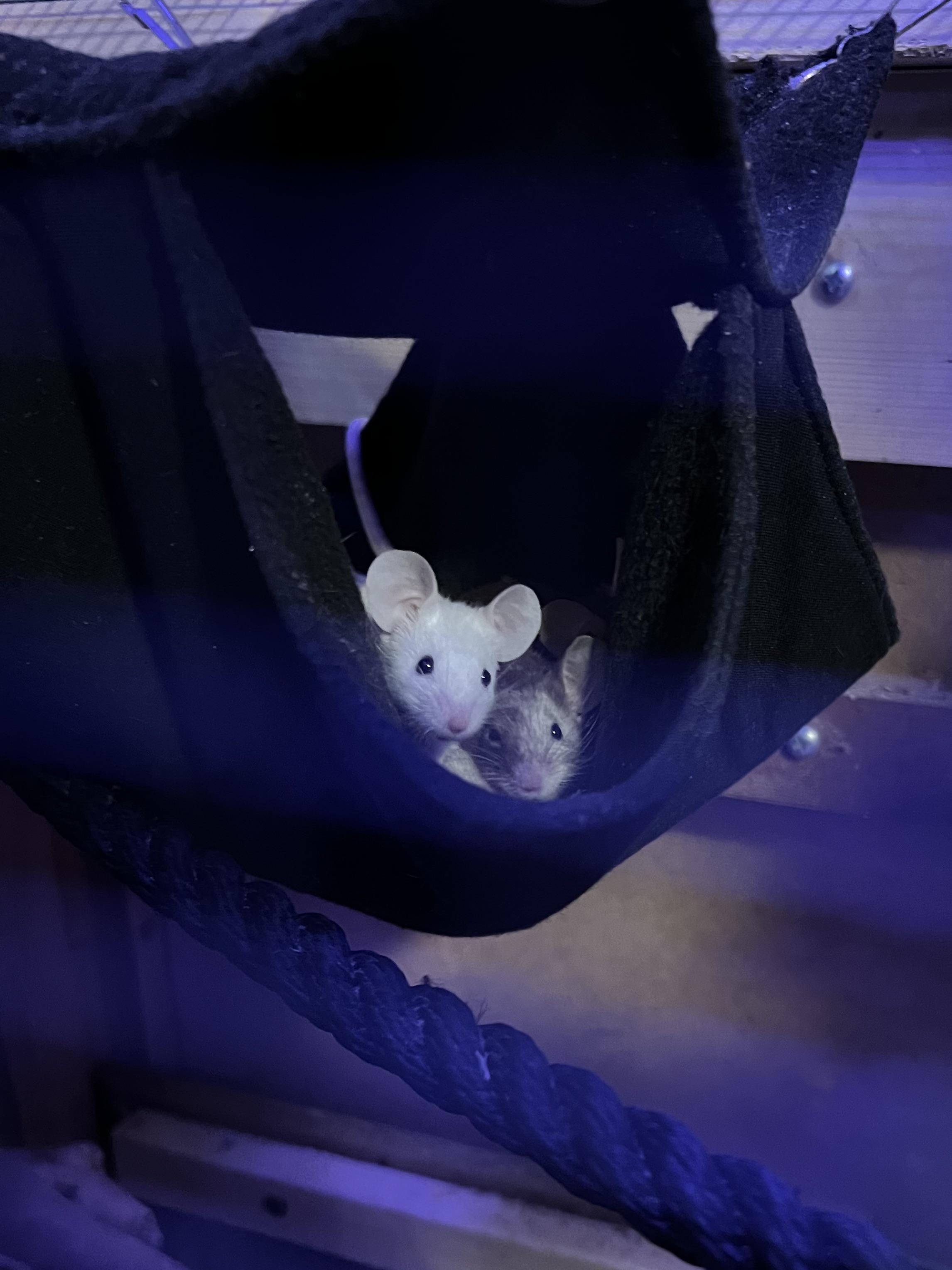 Mice in a hammock | Scrolller