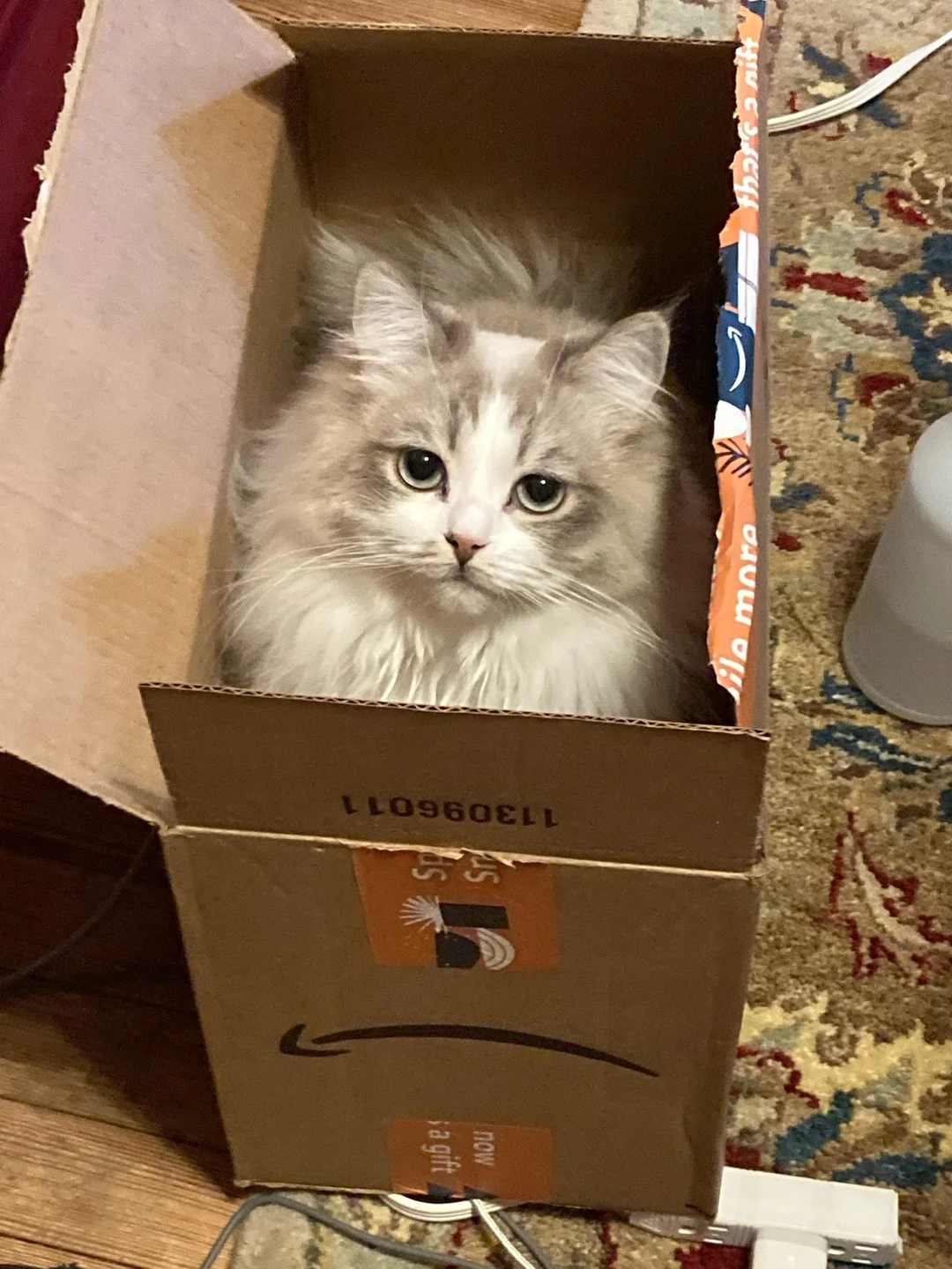 Floof in a Box | Scrolller