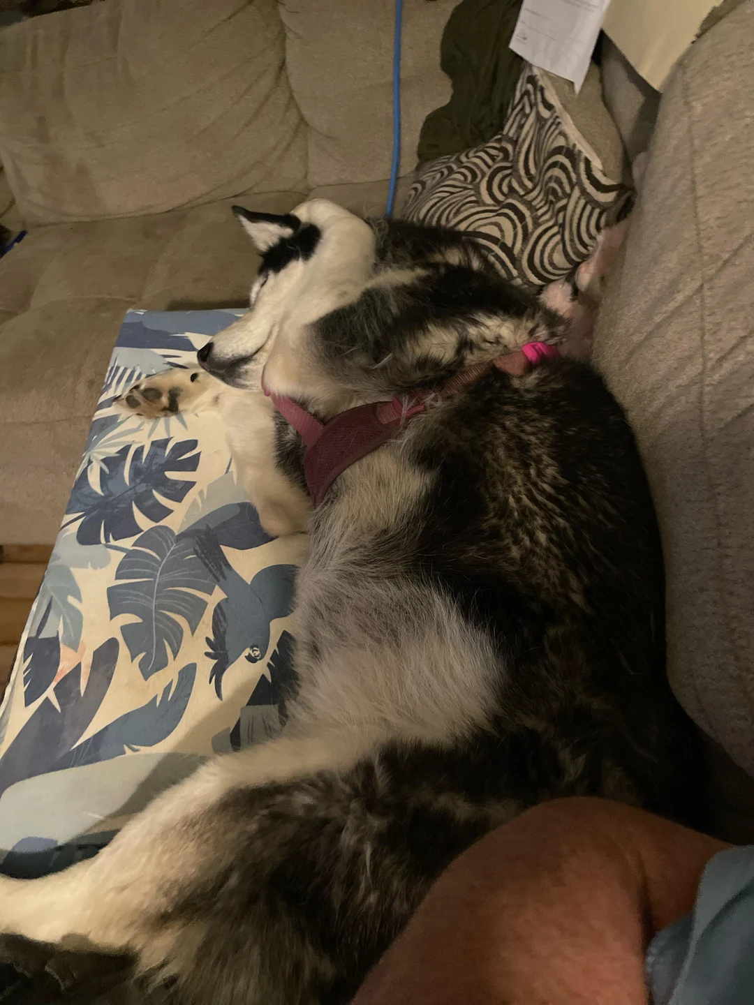 Just Suki being precious | Scrolller