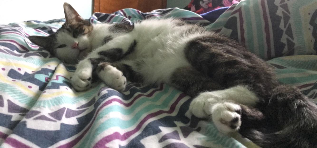 he’s very sleepy | Scrolller