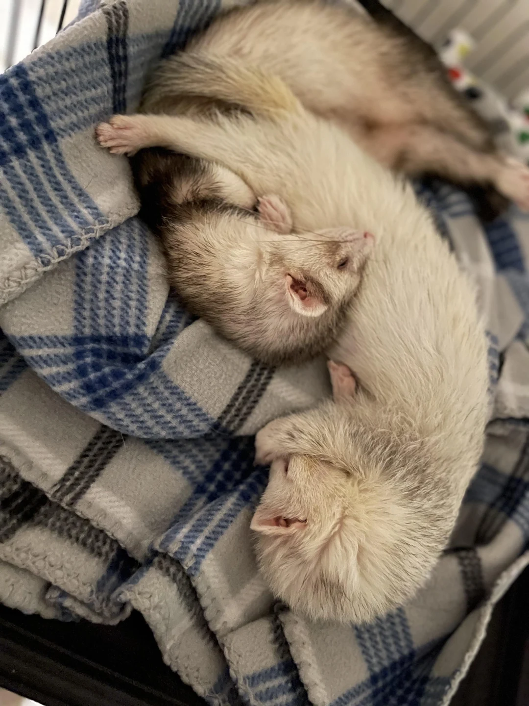 Brotherly love | Scrolller