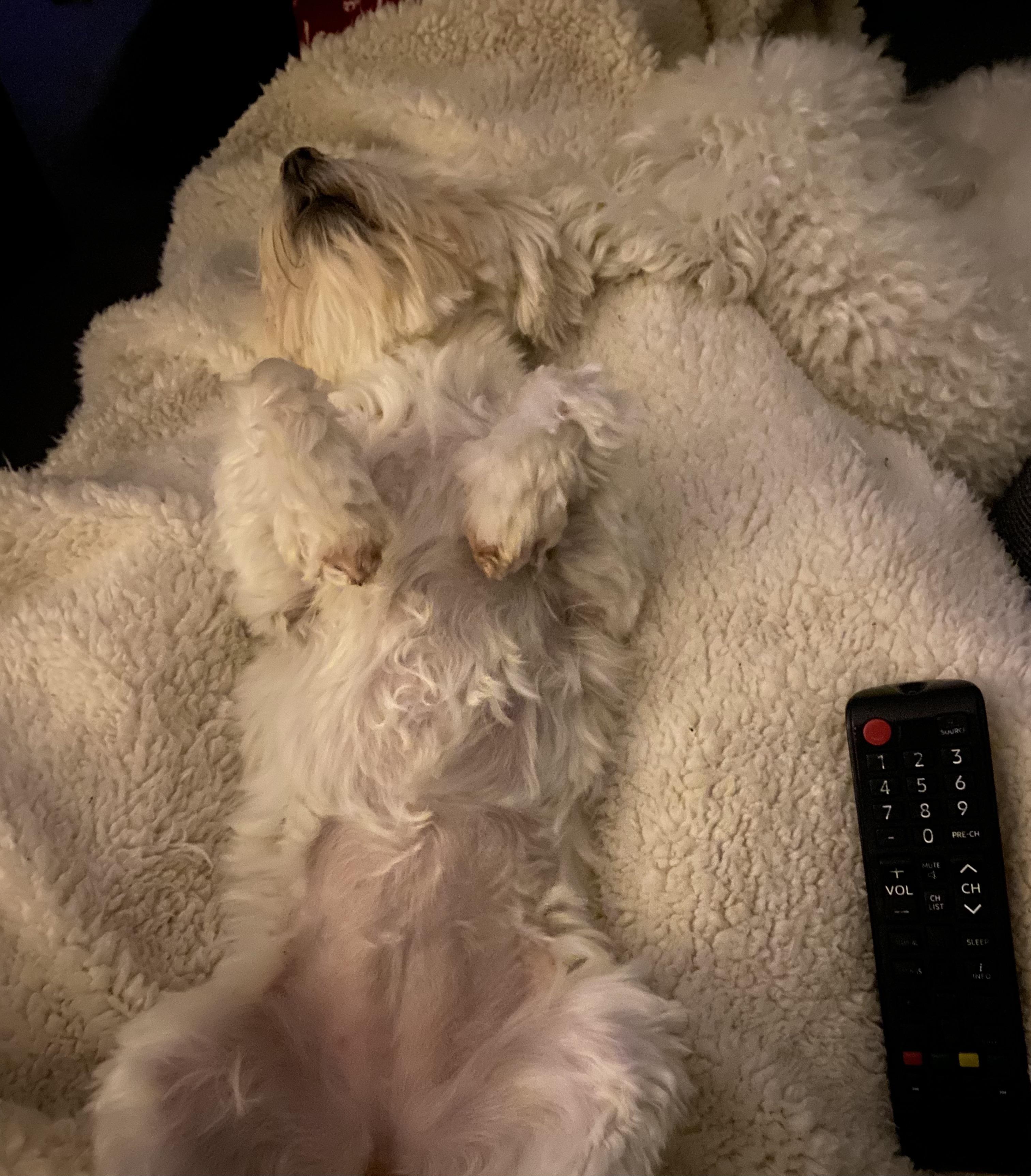 Spot the 2nd puppy | Scrolller