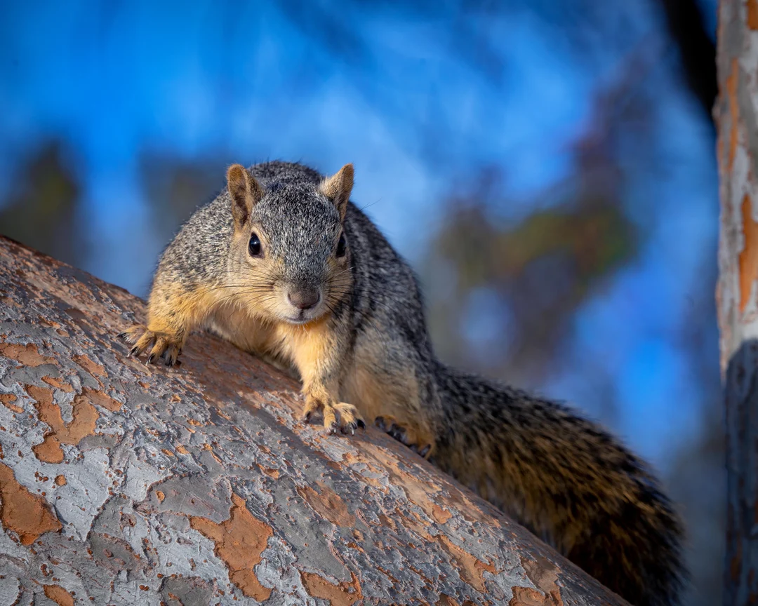 Early Morning Squirrel | Scrolller
