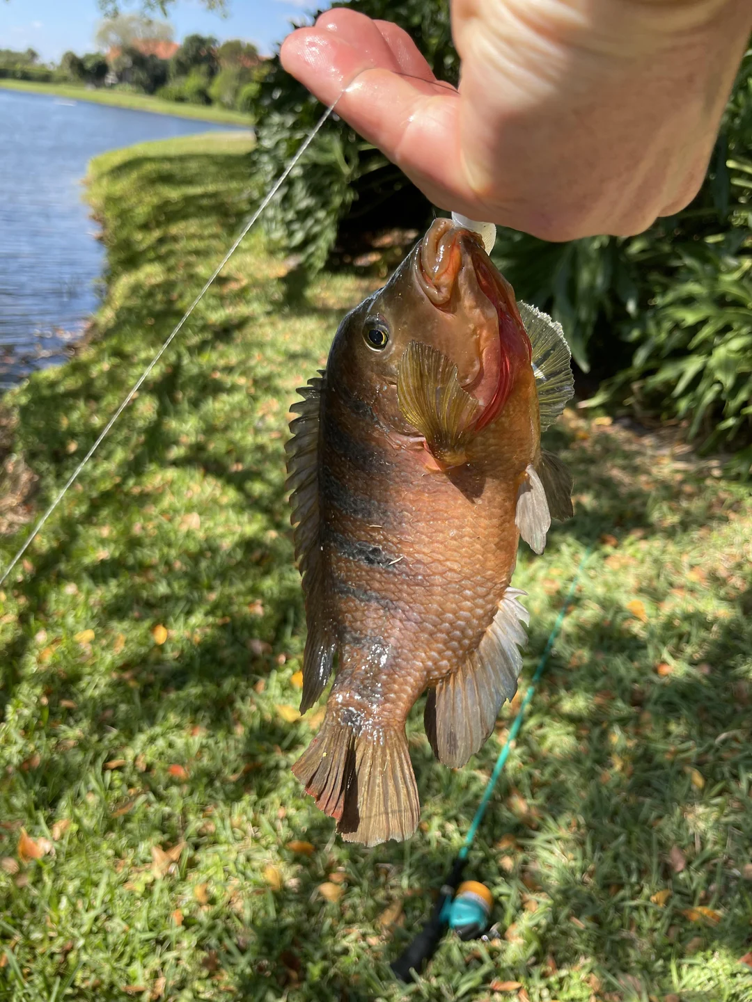 What type of fish is this? S. FL pond/canal | Scrolller