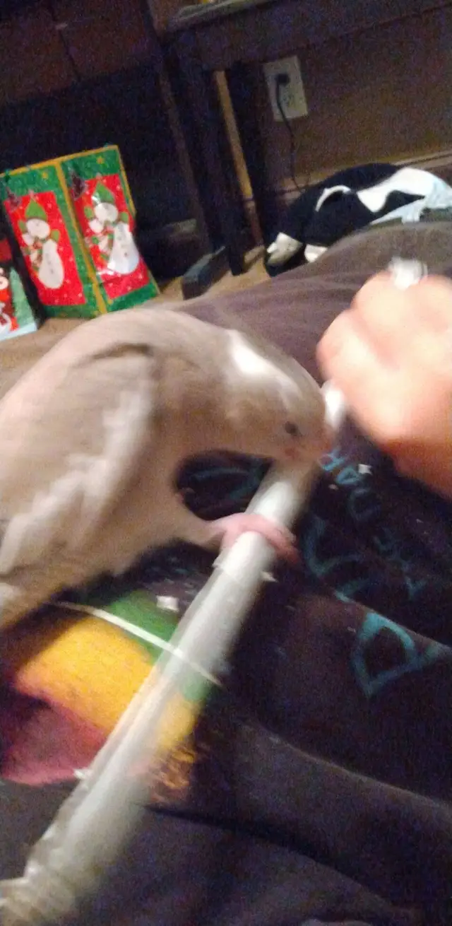 Oh lawd she got a weapon | Scrolller