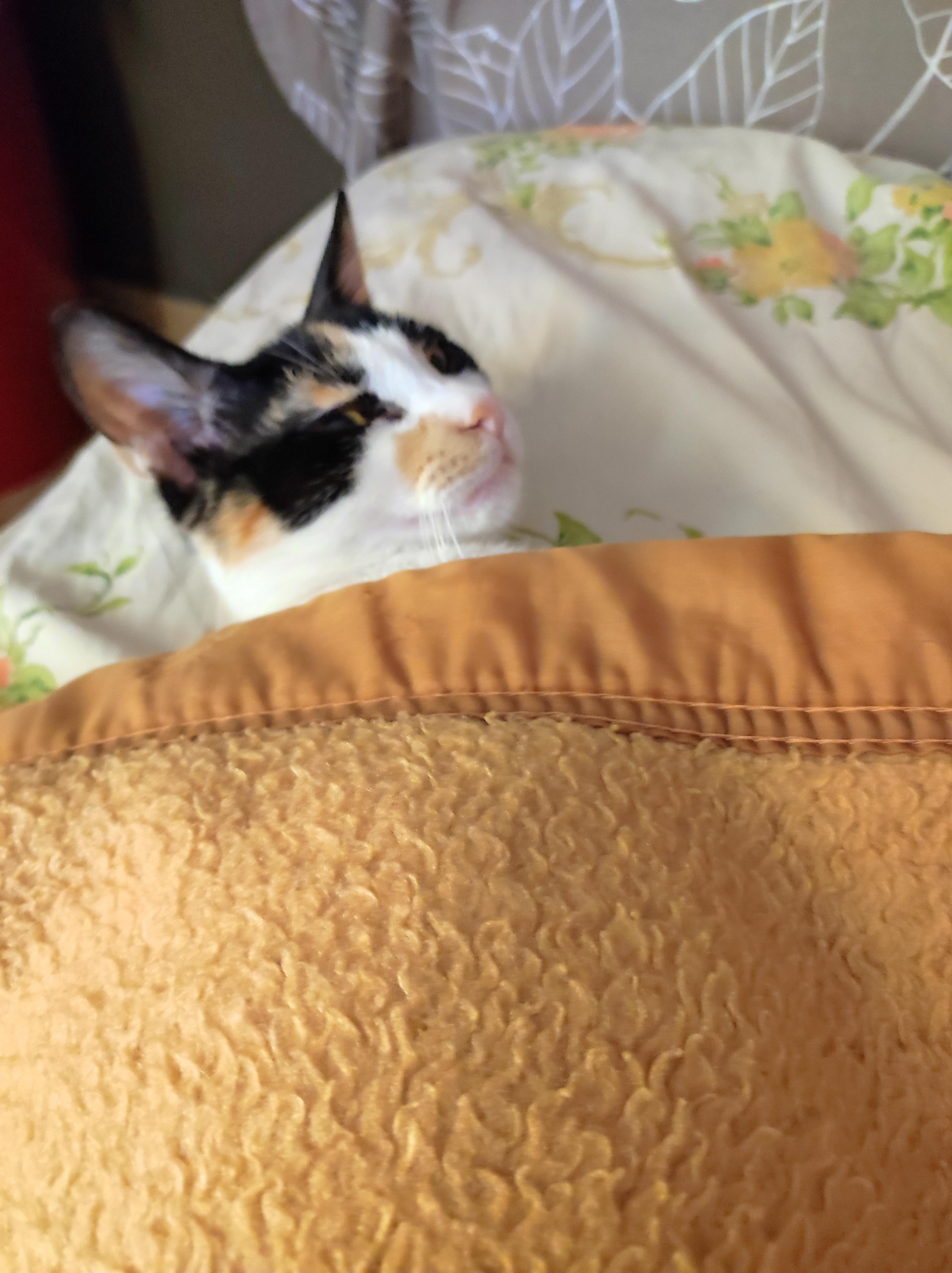 interrupted her beauty sleep | Scrolller