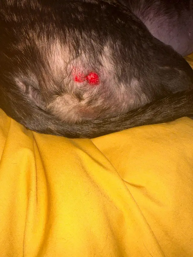 Dealing with sores | Scrolller