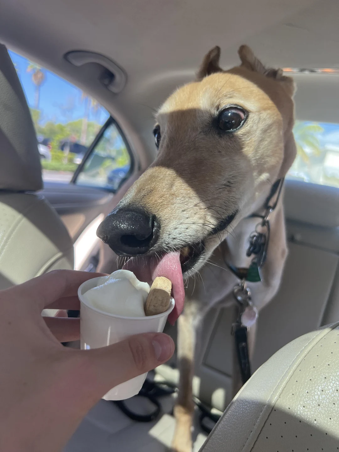 Spoiled Retiree | Scrolller