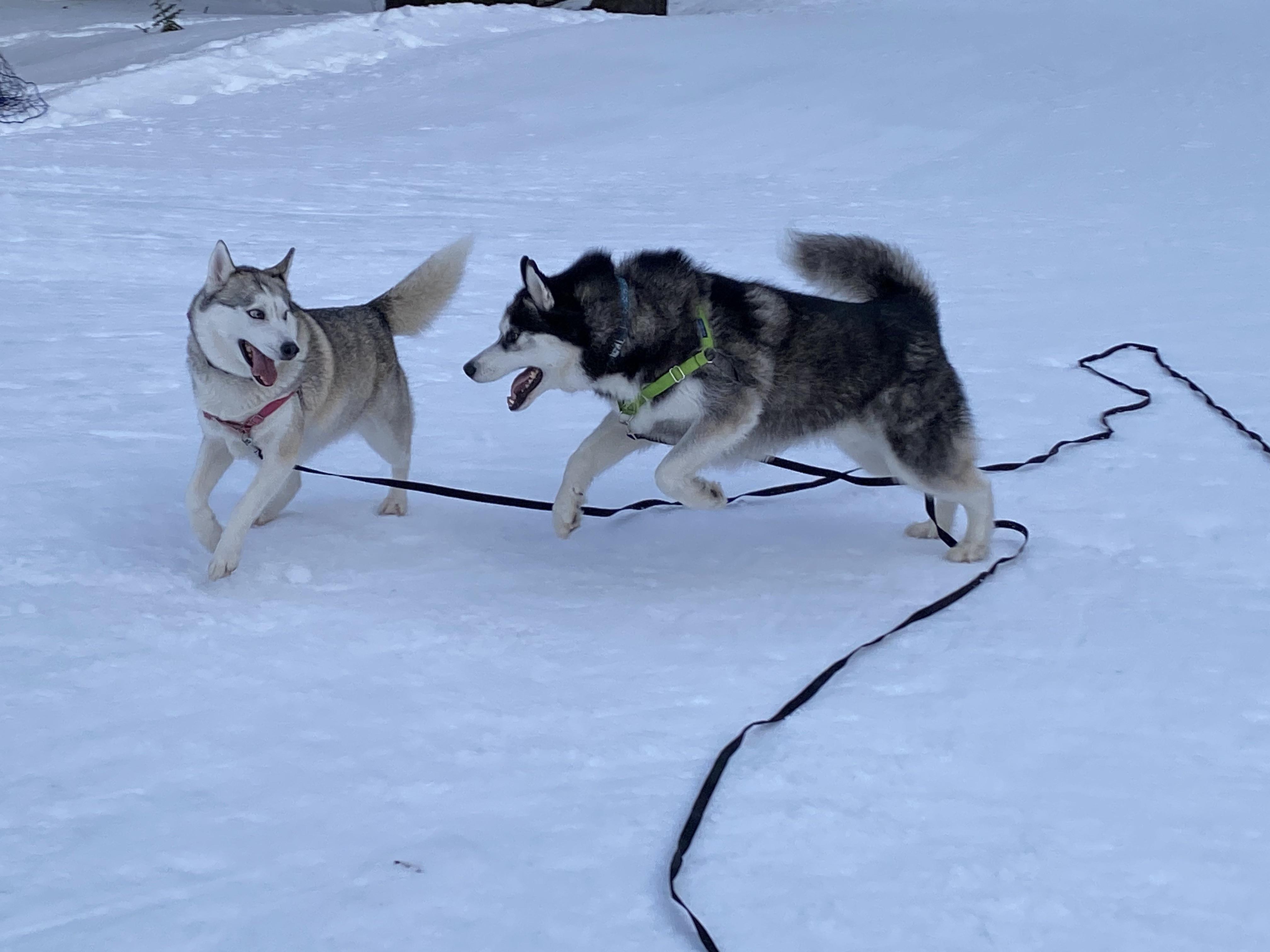 Happy huskies | Scrolller