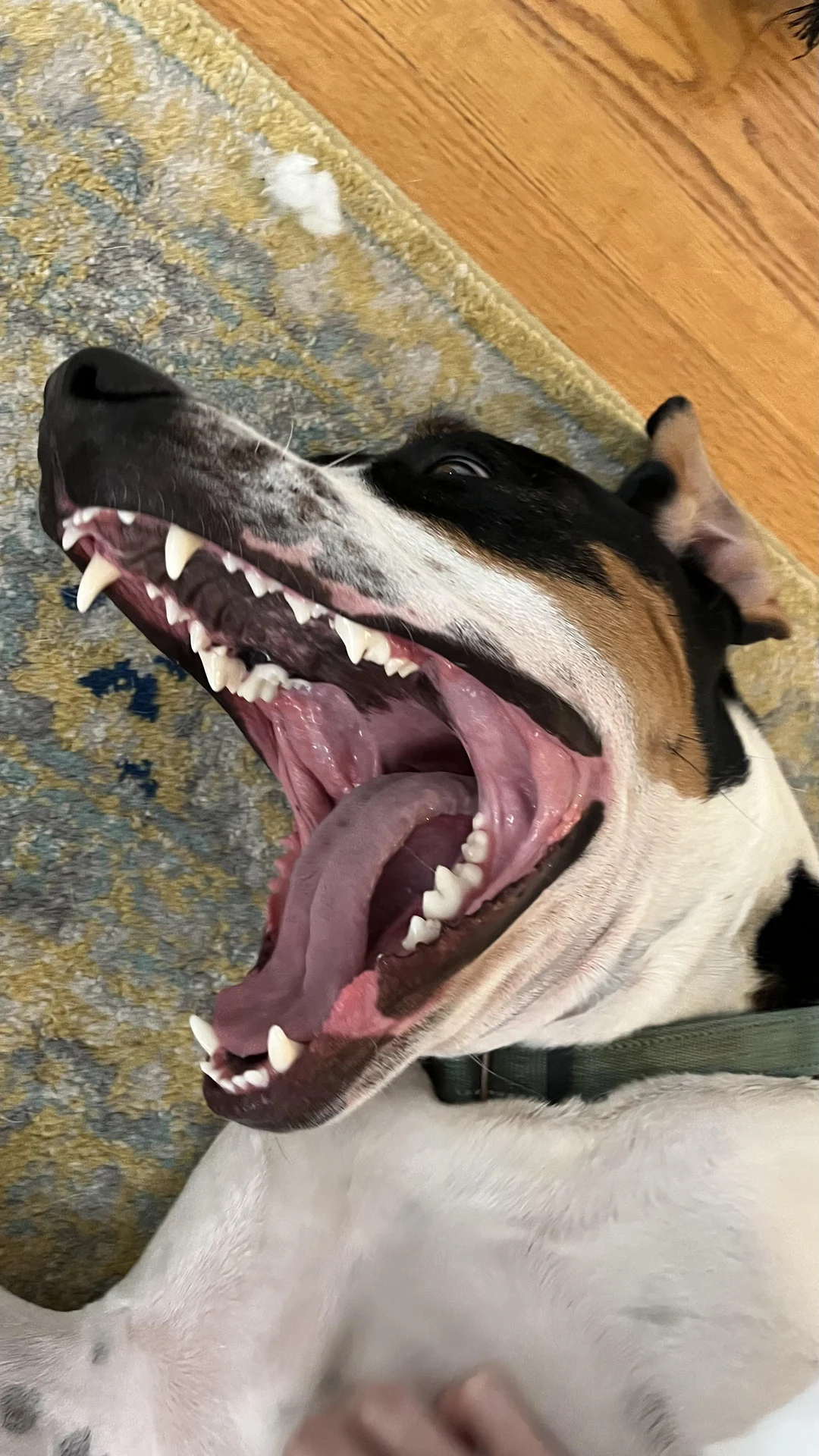 Yes, I did brush my teeth | Scrolller