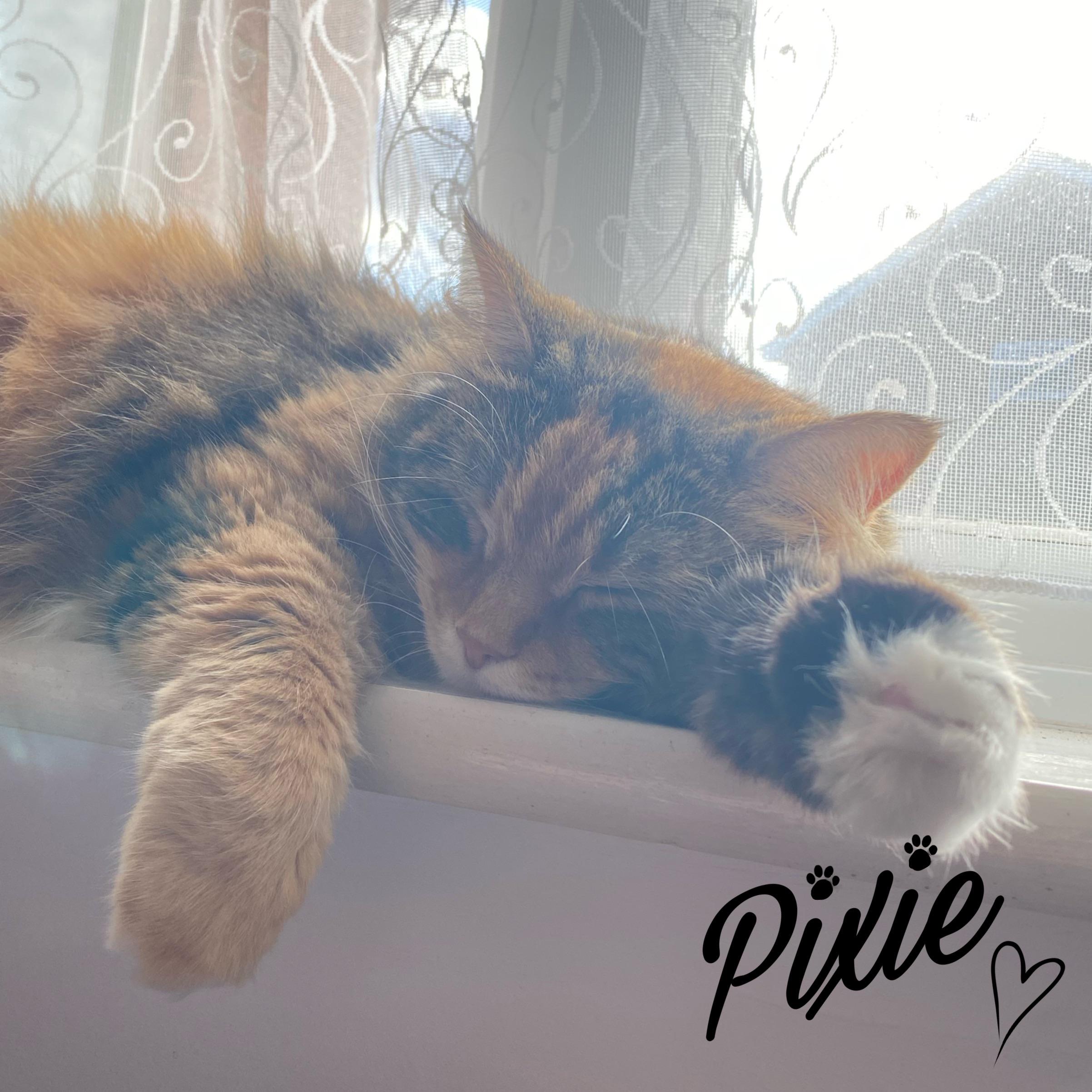Someone asked for an Autographed Picture of Pixie! | Scrolller
