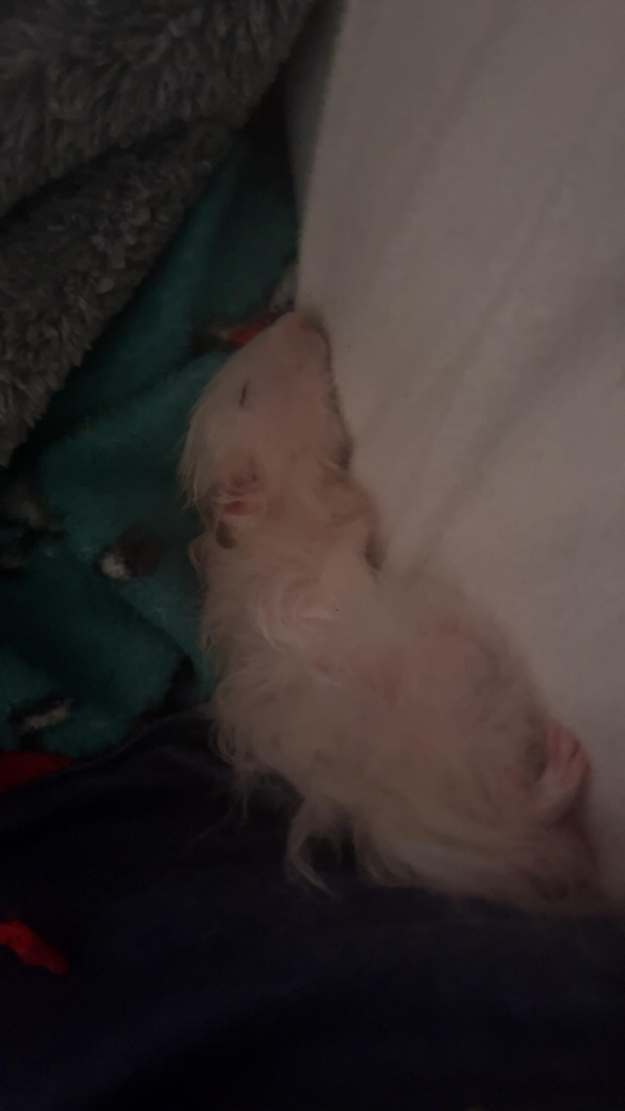 Discover more like Hamsters: Old man basil sleeping 🥹 and Related Content | Scrolller