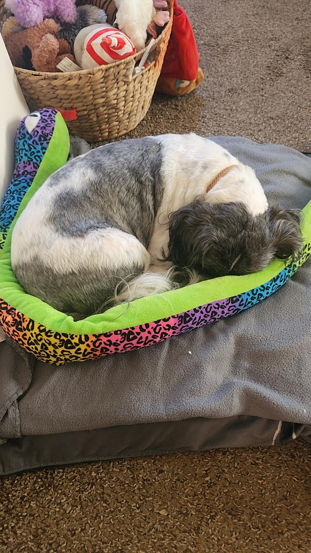 Sleepy Teddy Scrolller