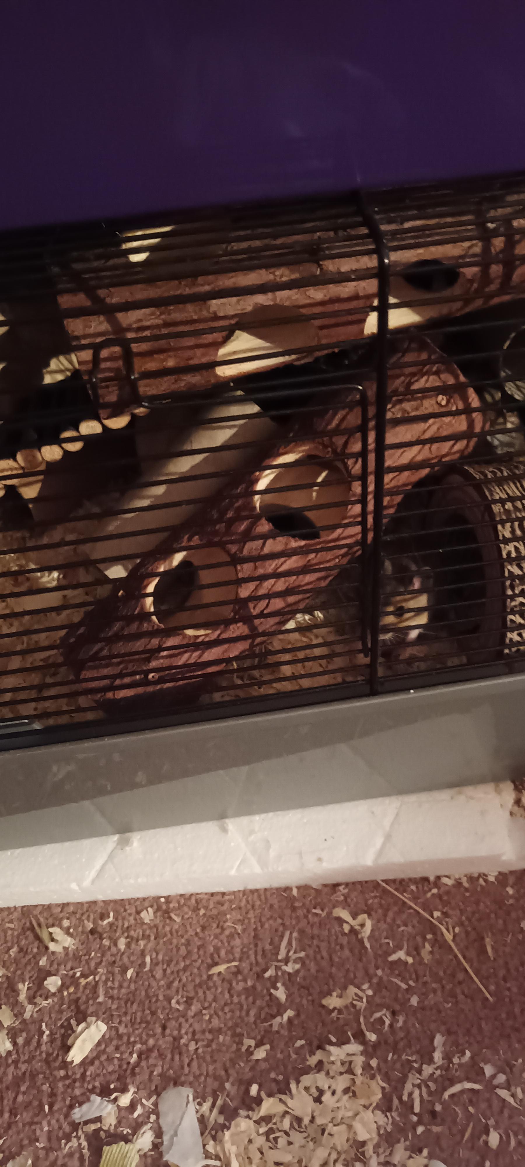 Happy mice | Scrolller