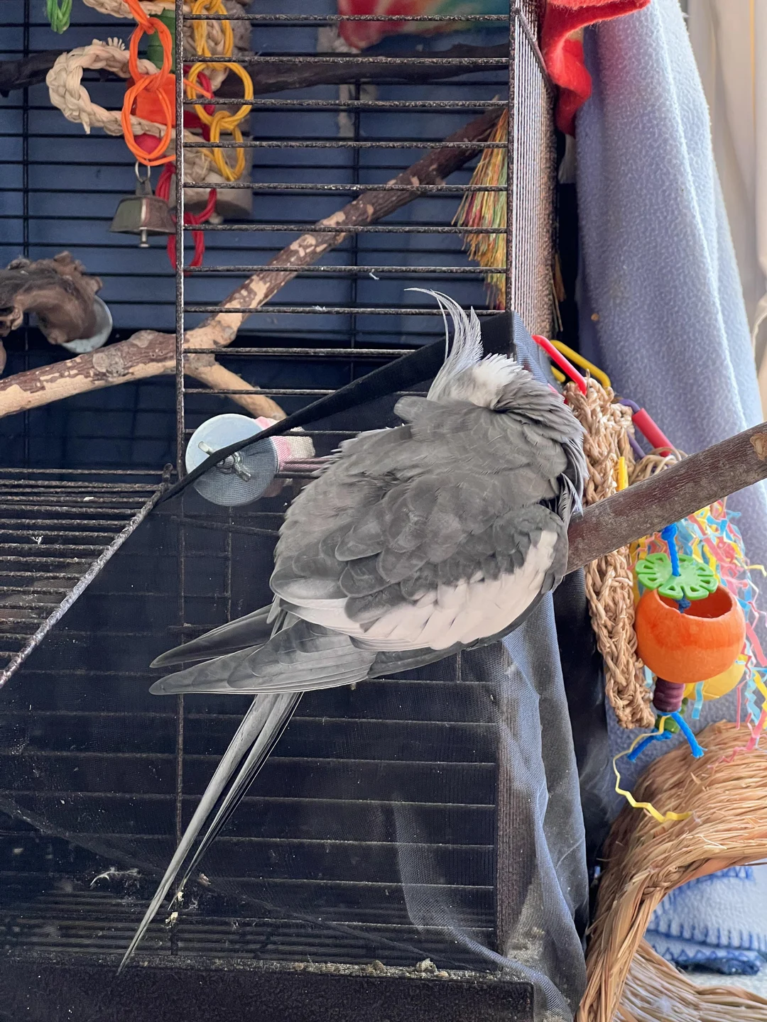 Ultimate Floof activated | Scrolller