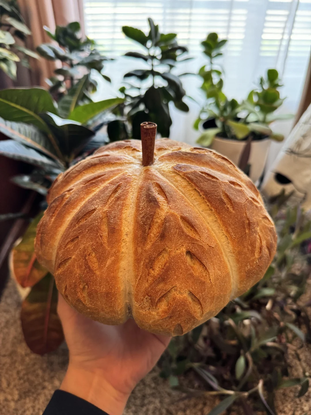 I fell victim to the trend! | Scrolller