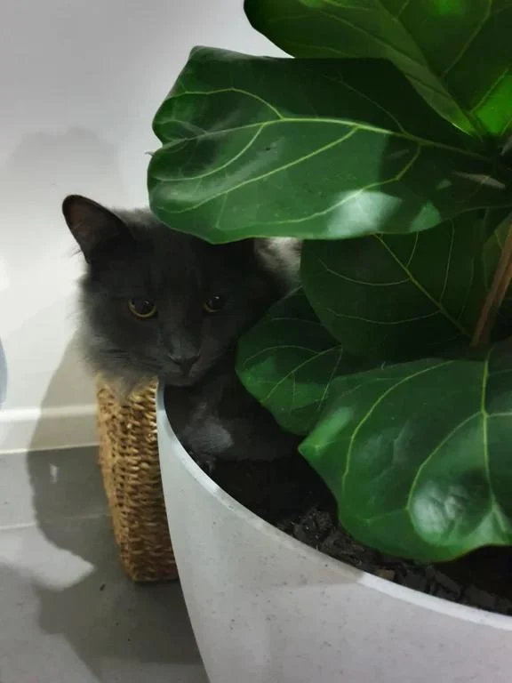 jalapeno's new life as a potted cat | Scrolller