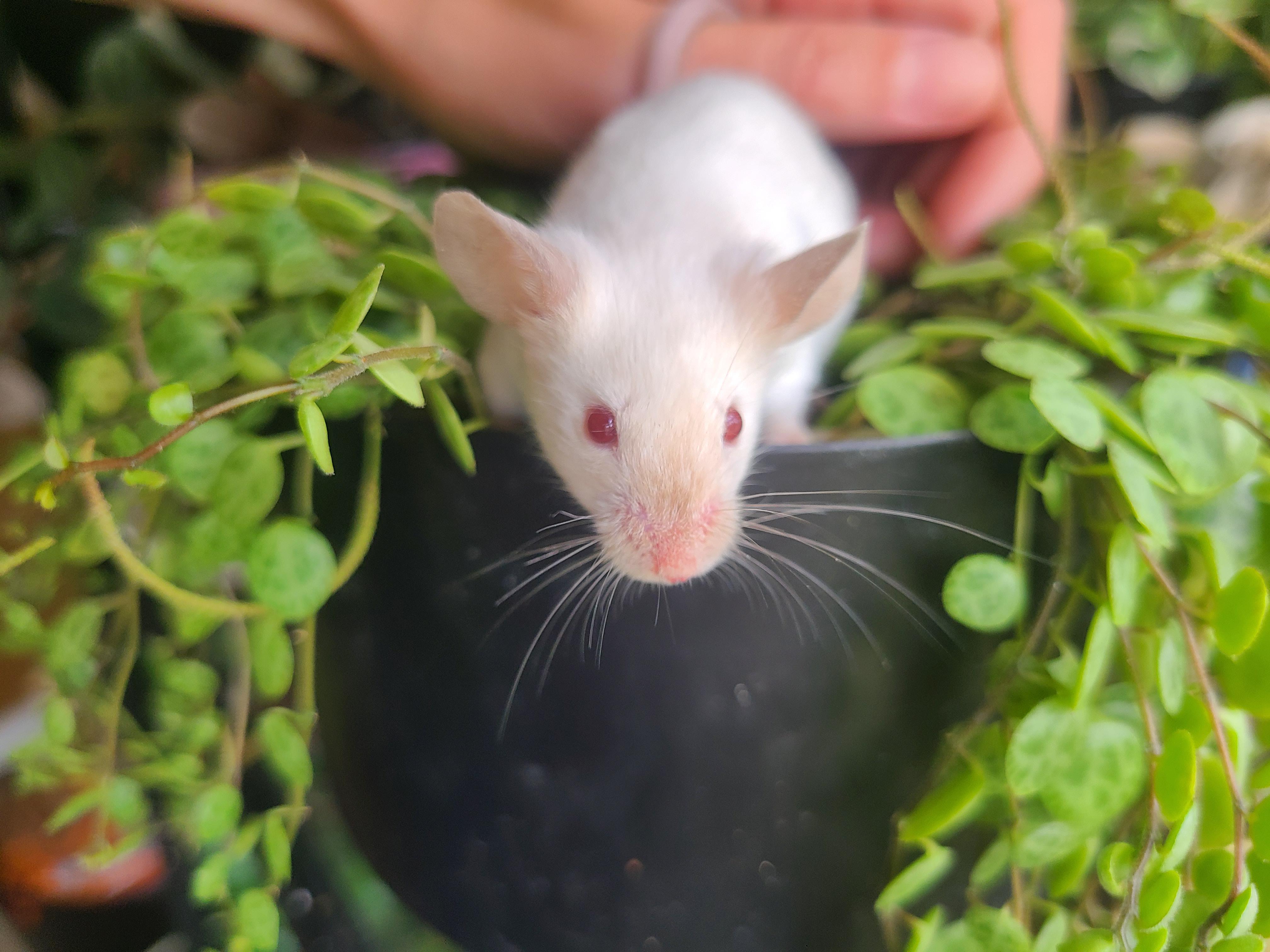 Beautiful young doe 😍 | Scrolller