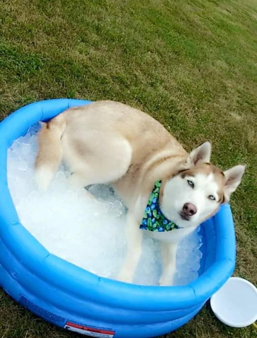 Hot husky | Scrolller