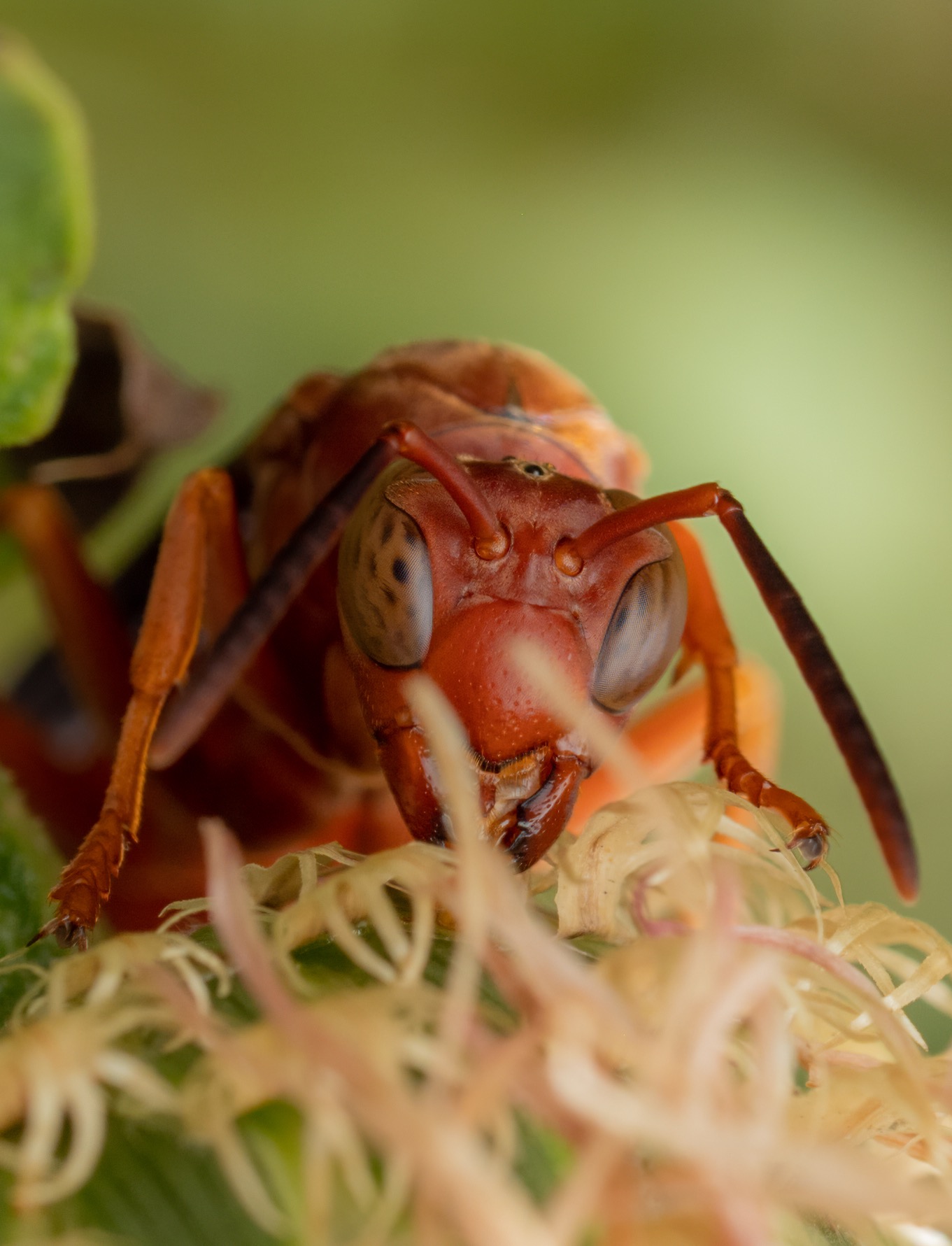 Paper Wasp | Scrolller