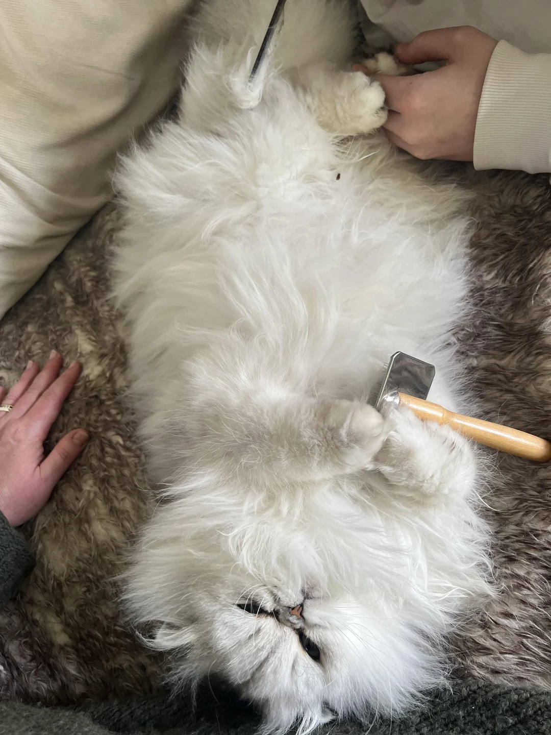 Grooming time | Scrolller