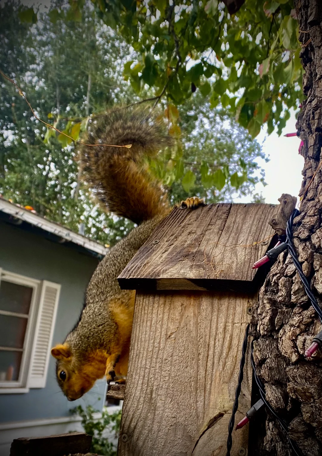 Freddy K the Squirrel | Scrolller