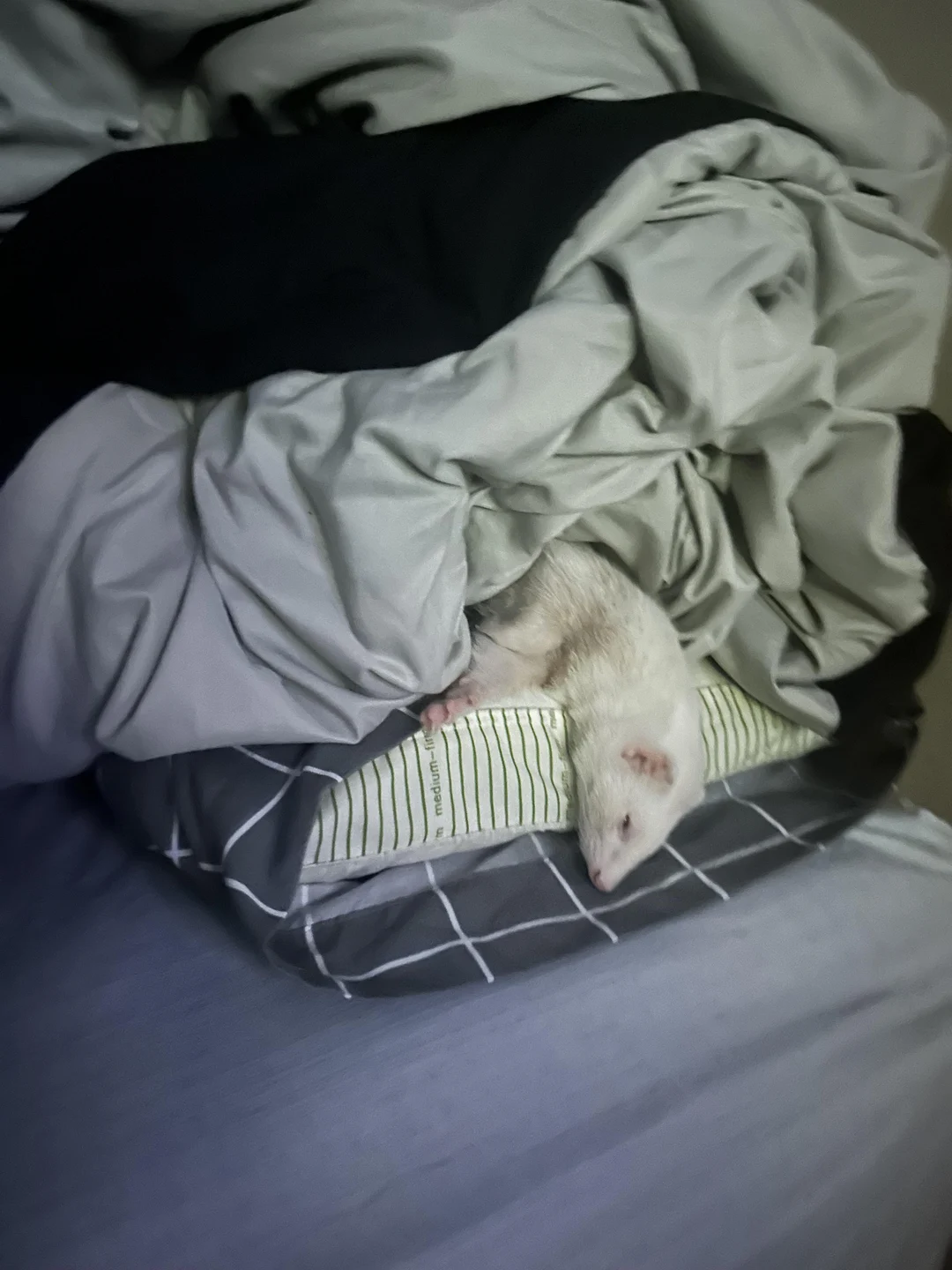 Ferret Sushi Roll | Scrolller