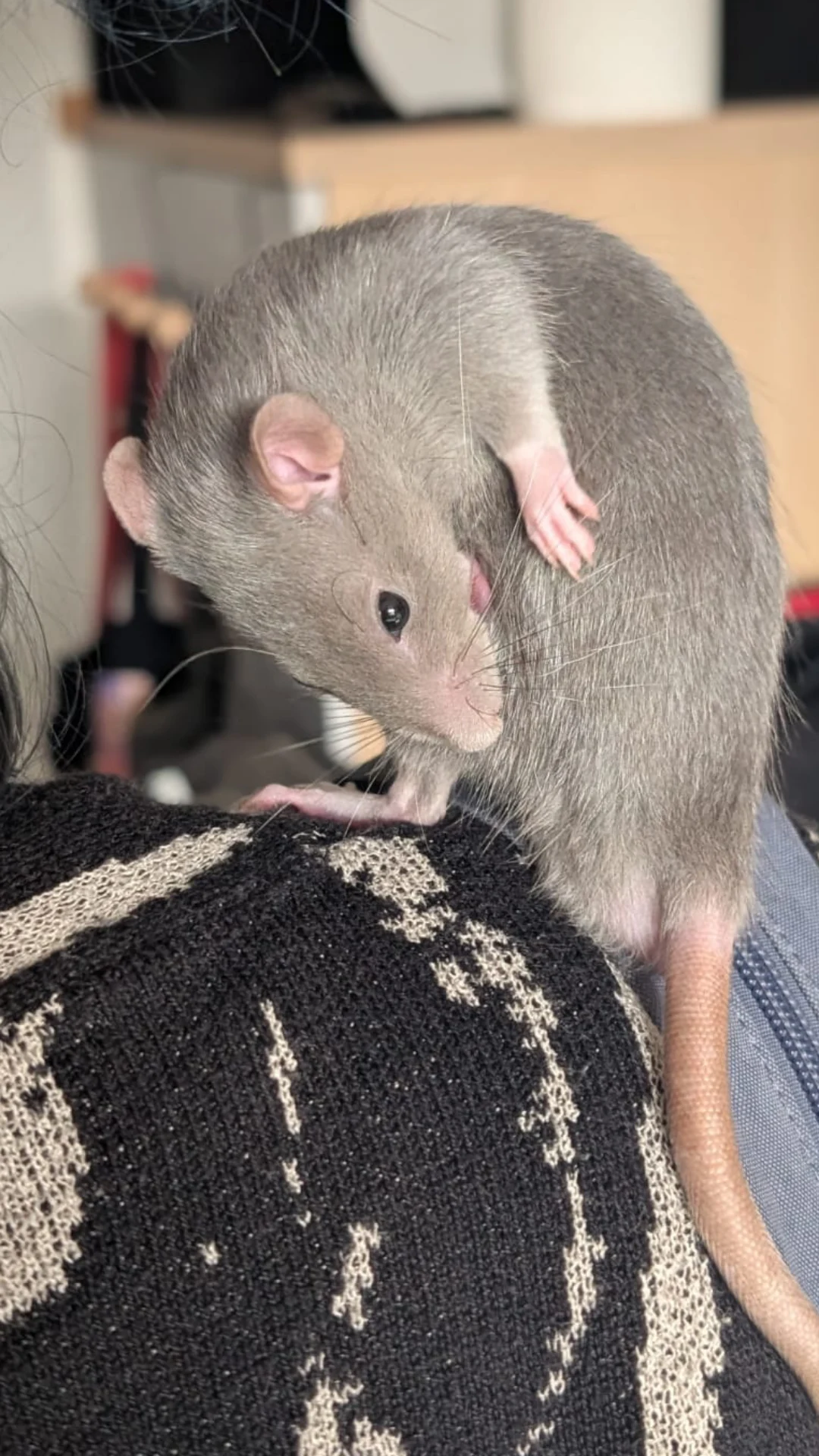 Possible head tilt causes? | Scrolller