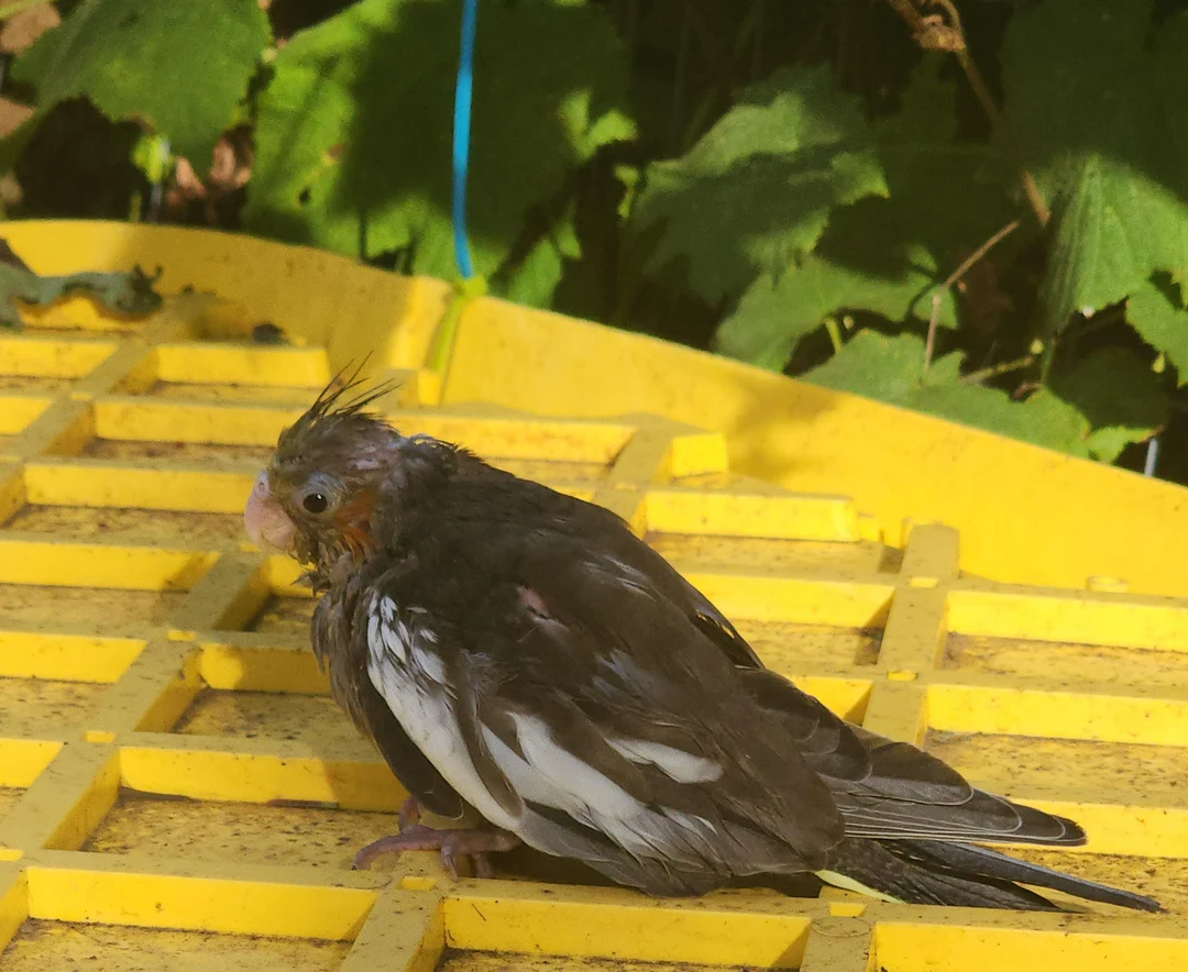 Beatbox enjoying the sunny day :) | Scrolller