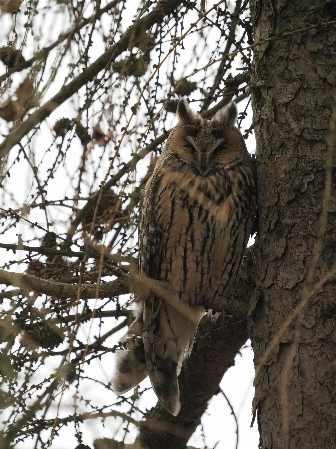 long-eared owl is hiding before a wind | Scrolller