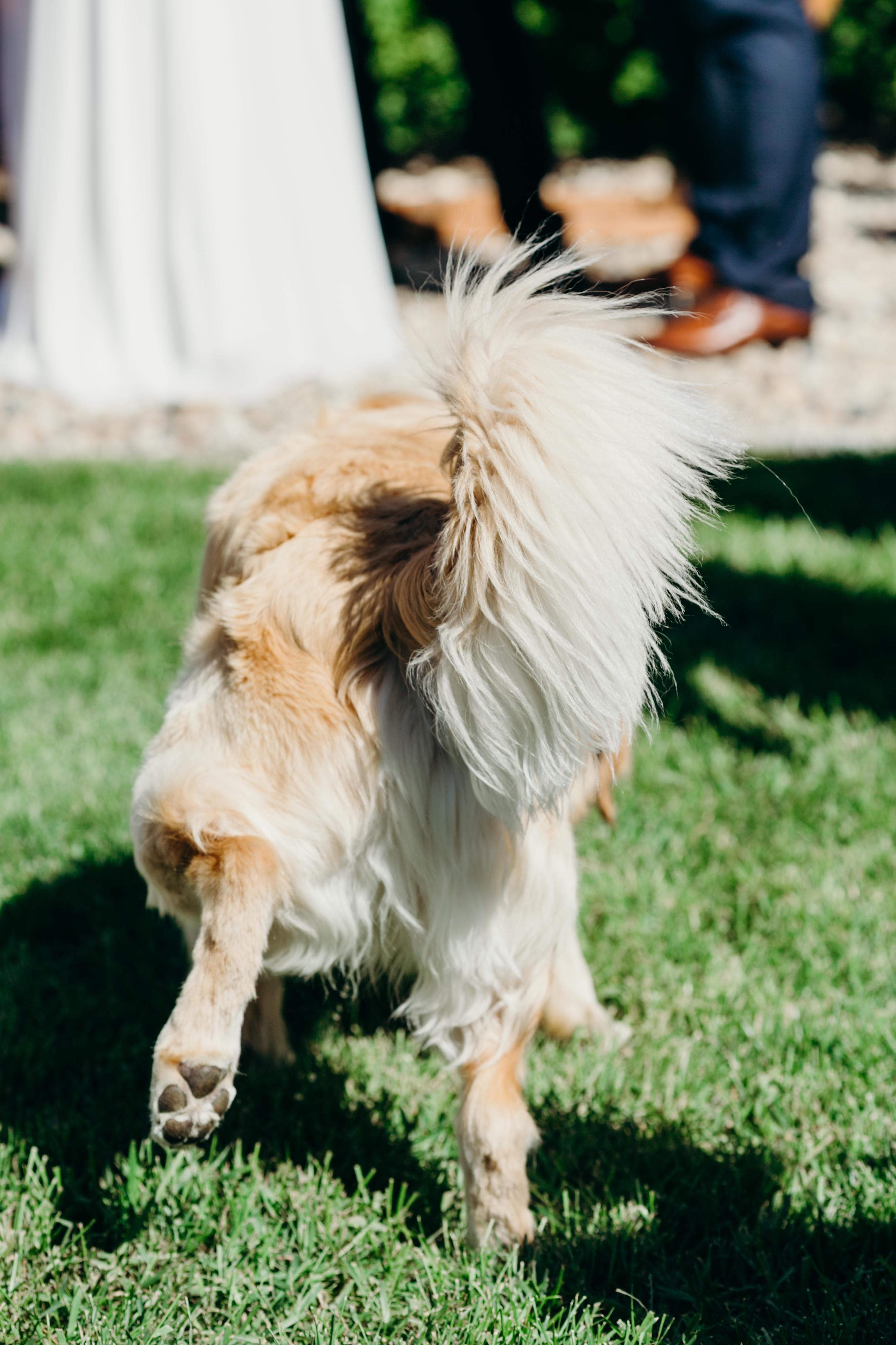 Our golden decided to pee during our wedding ceremony 😂 | Scrolller