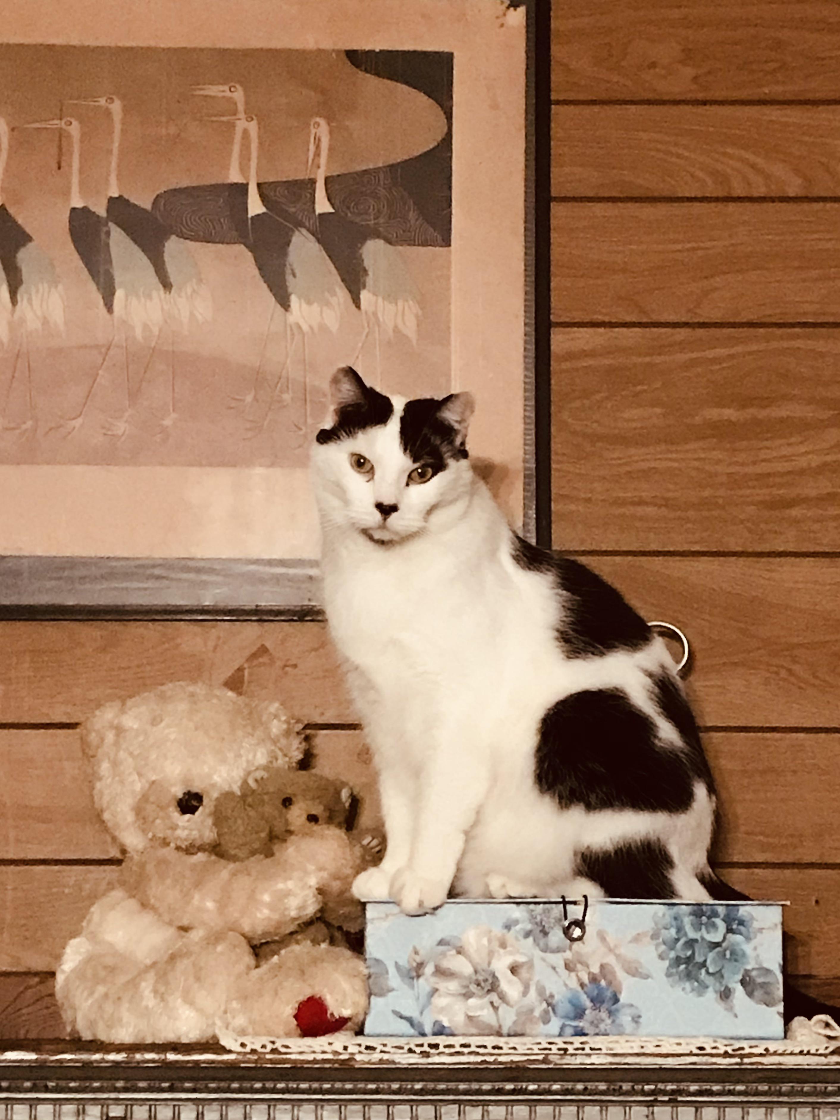 Ang, surveying his kingdom. | Scrolller