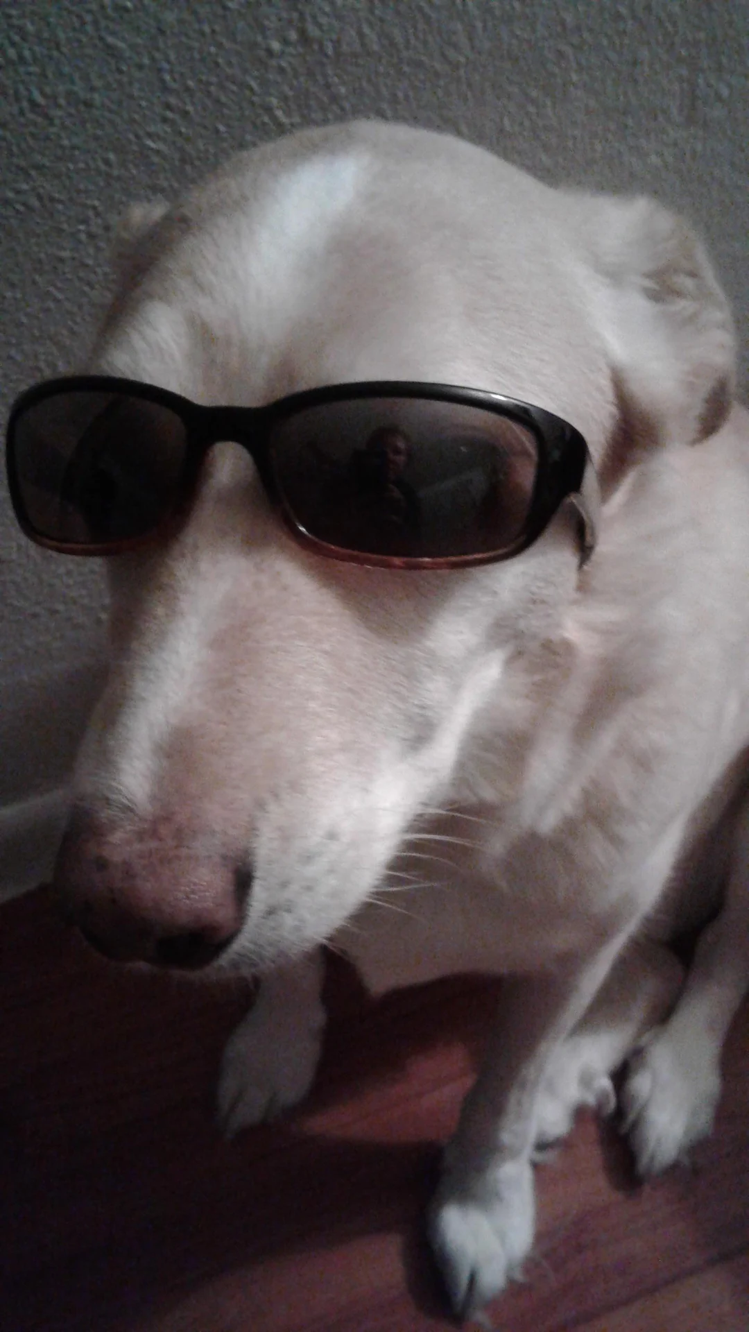 Mr. Toby Bones was a cool doggo | Scrolller