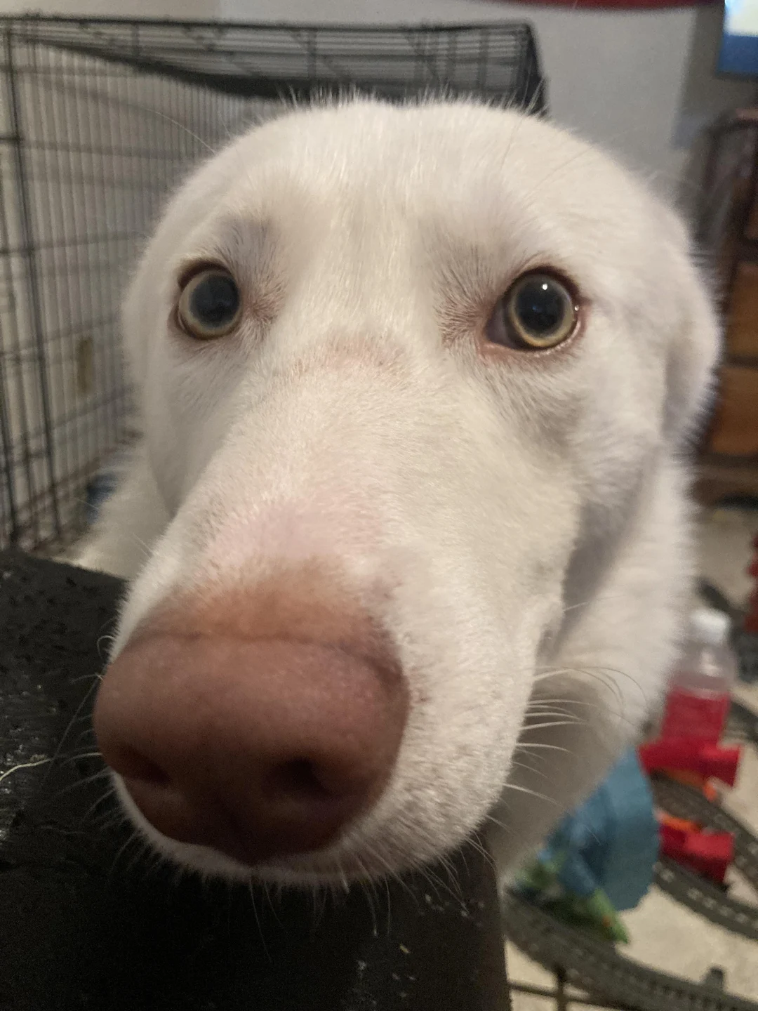 Give pets | Scrolller