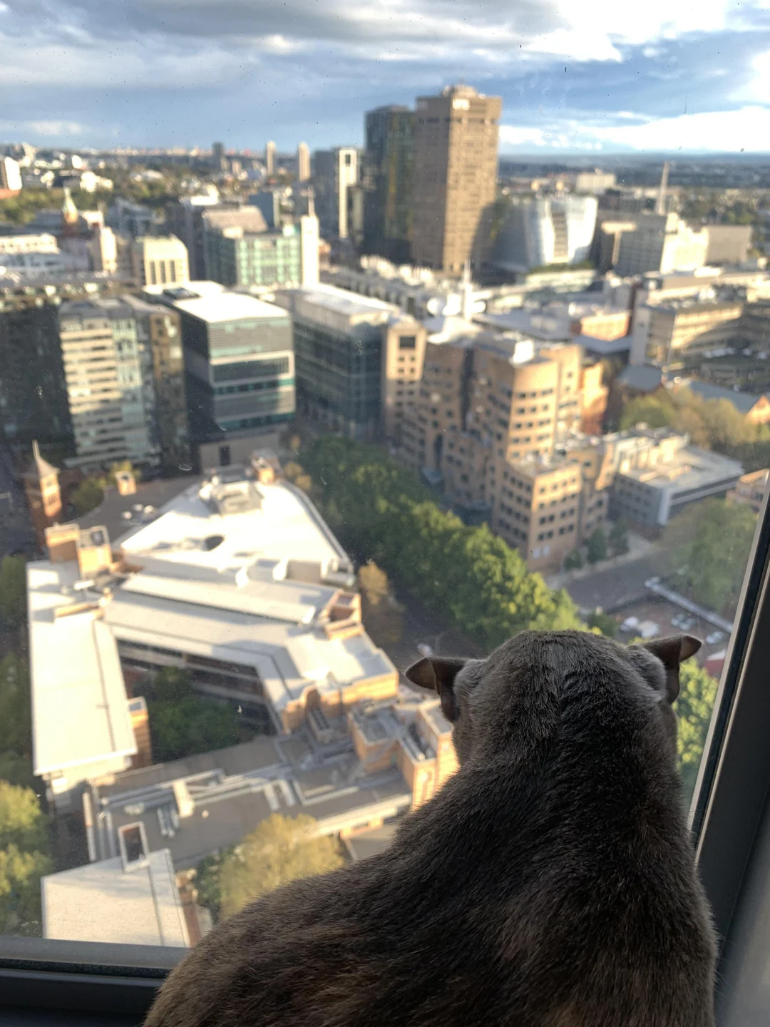 She looks out the window so intensely her ears get squished up against the window | Scrolller